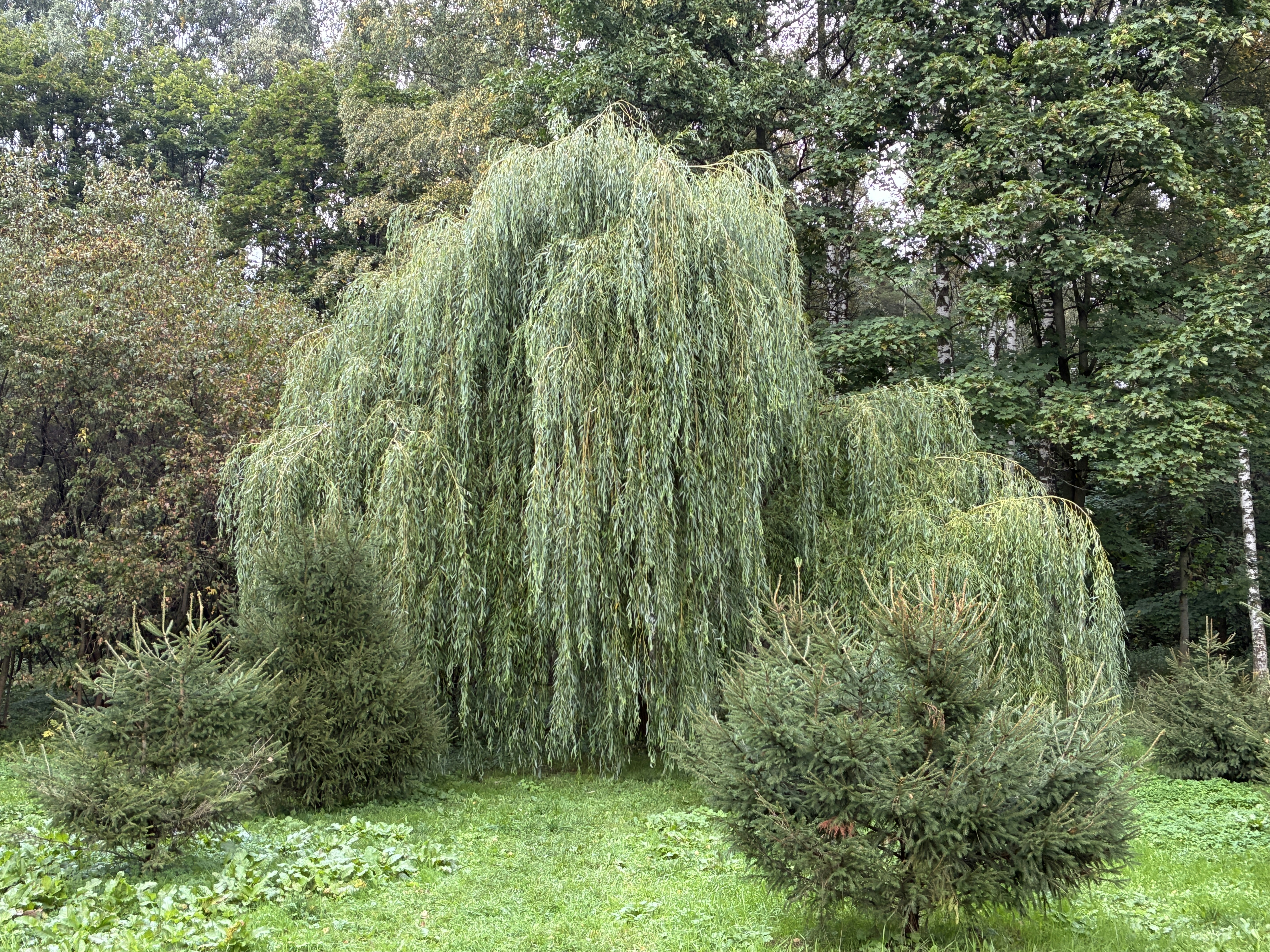 Weeping Willow Centerpiece Over a Green Clearing
