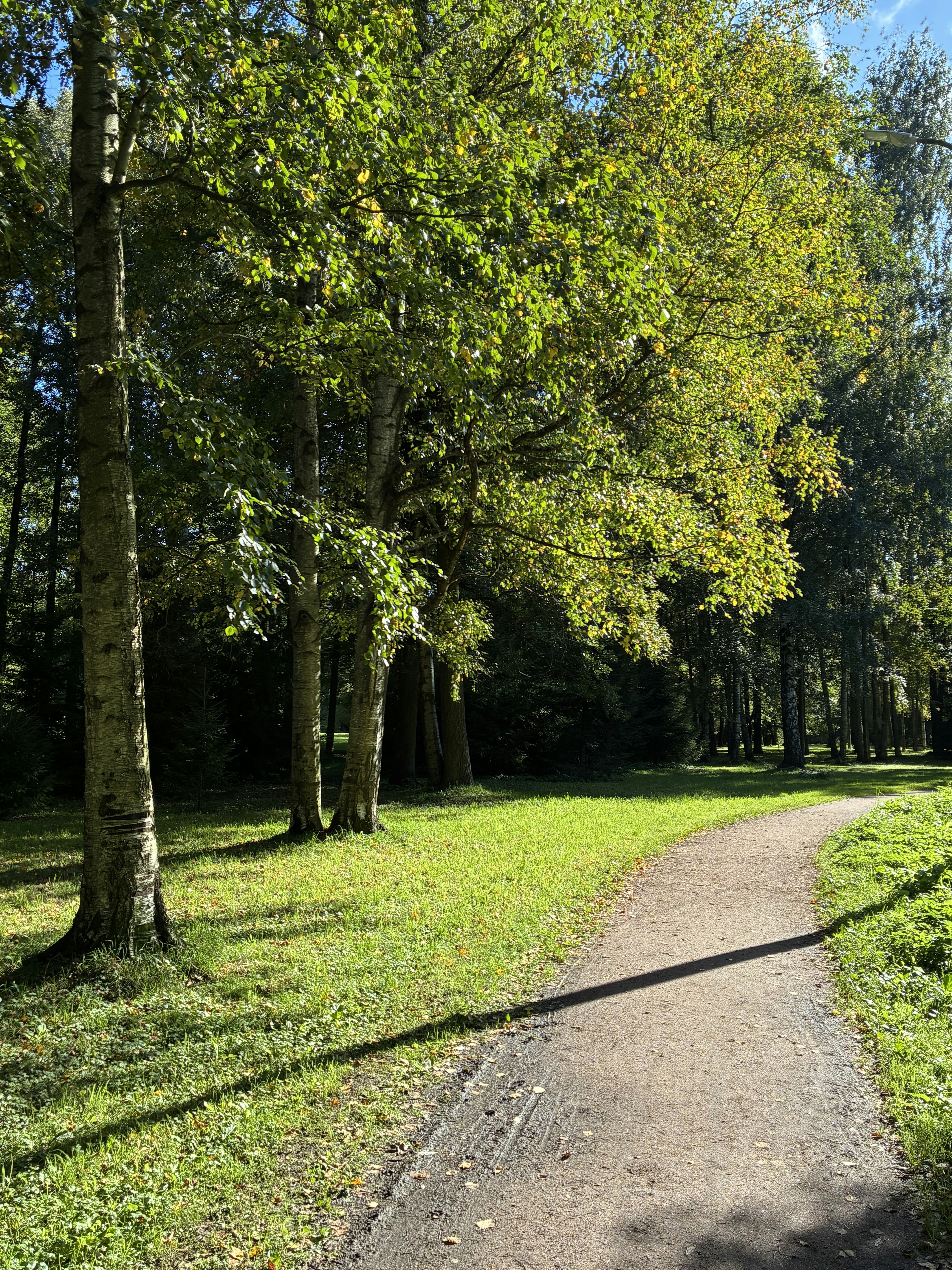 Sun-dappled dirt path winds through a lush park with towering trees and vibrant grass. Natural scene emphasizing depth and composition.