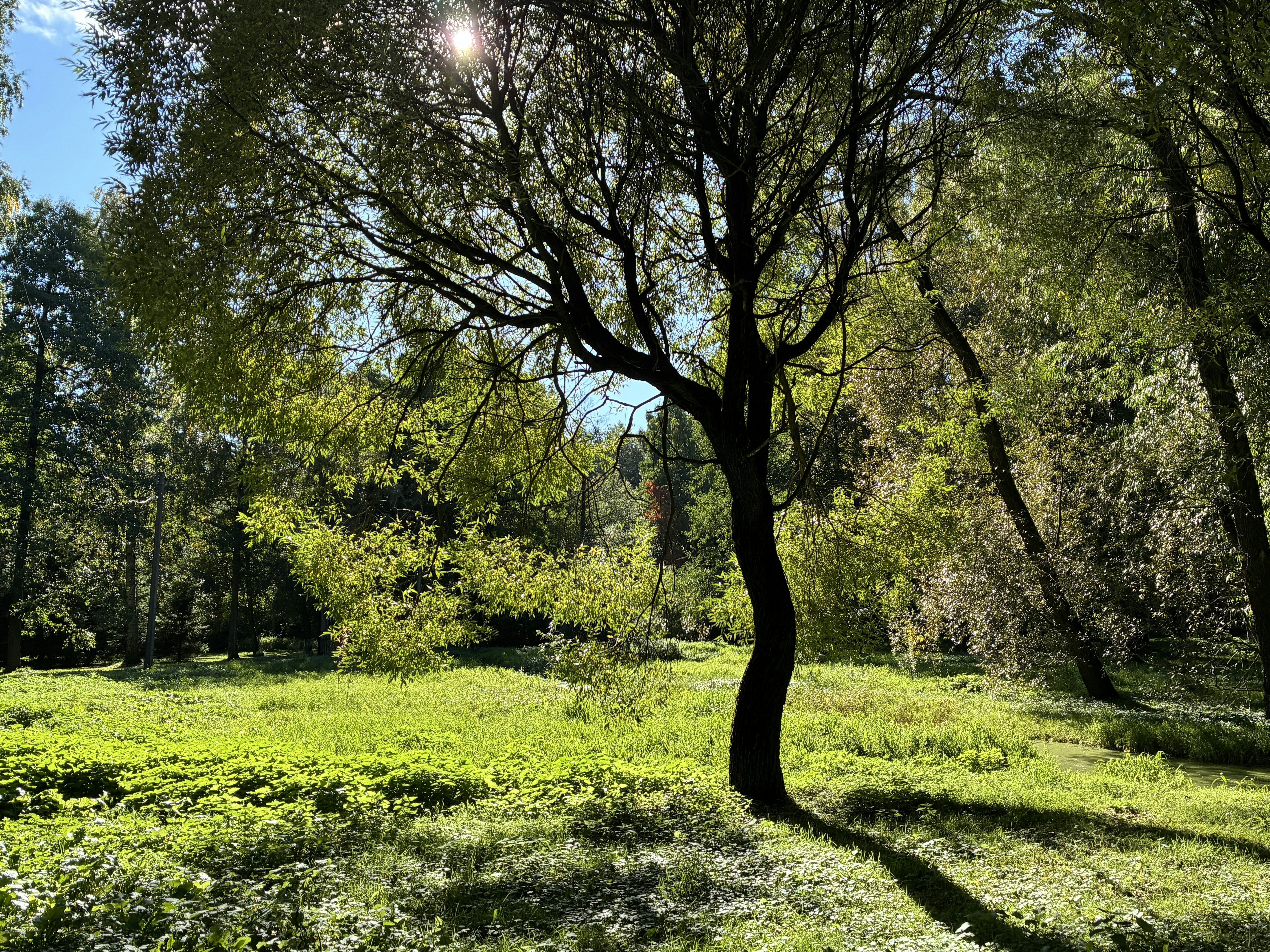 Sunlit Tree Solo in a Lush Park