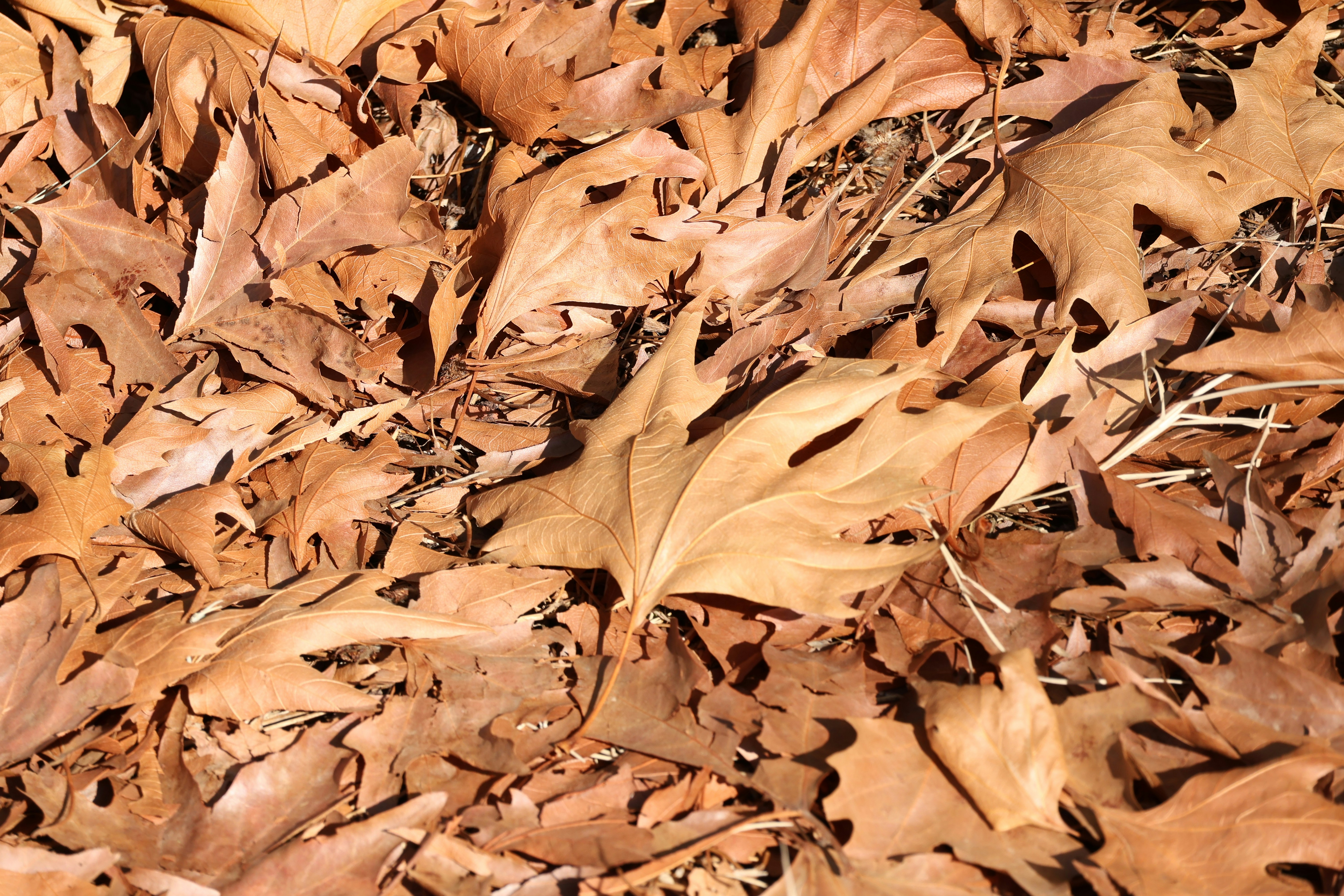 Autumn Carpet: Close-Up of Crunchy Maple Leaves on a Forest Floor