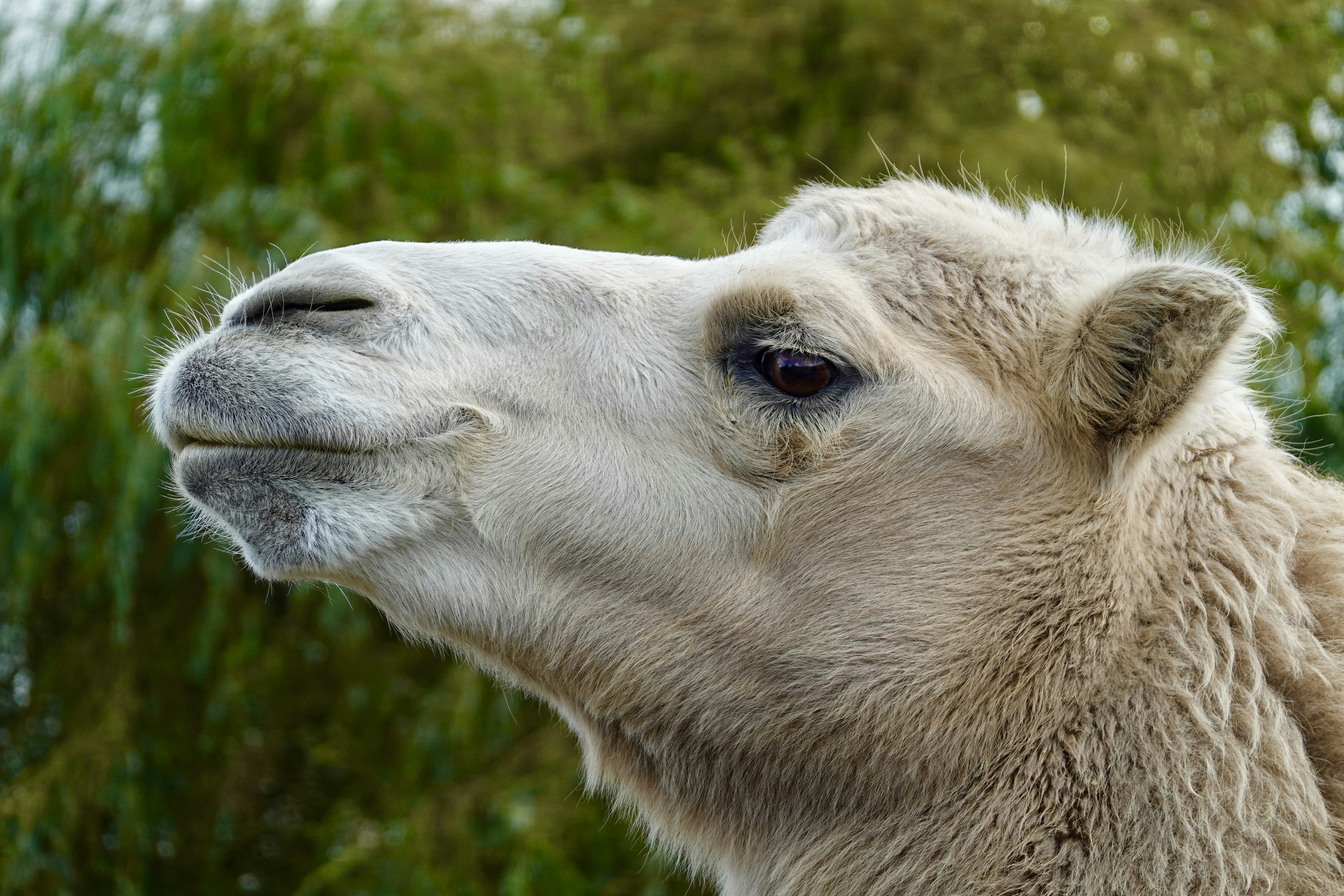 Close-Up of a Calm Camel: The Quiet Gaze