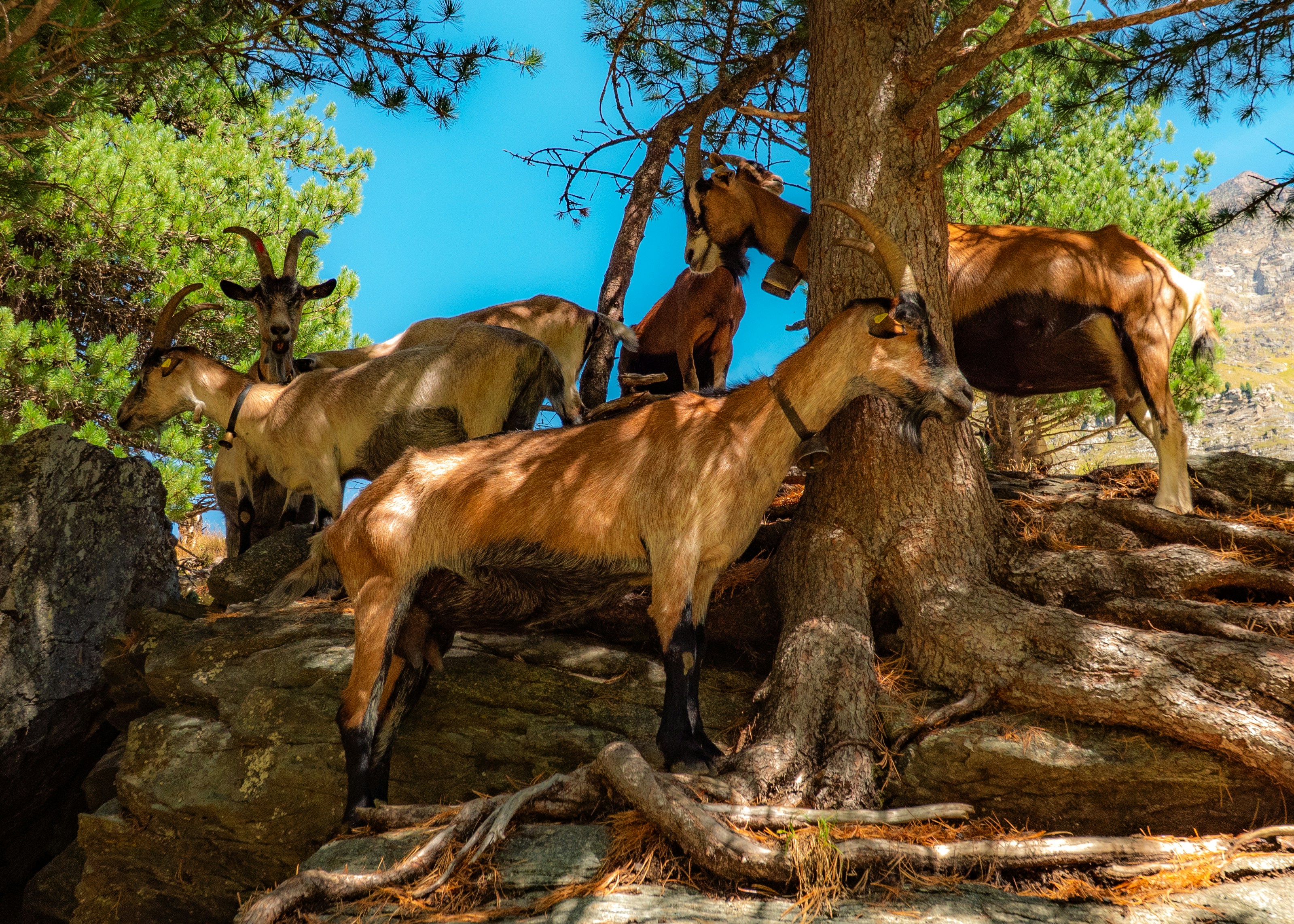 Grazing Herd Beneath a Quiet Alpine Canopy