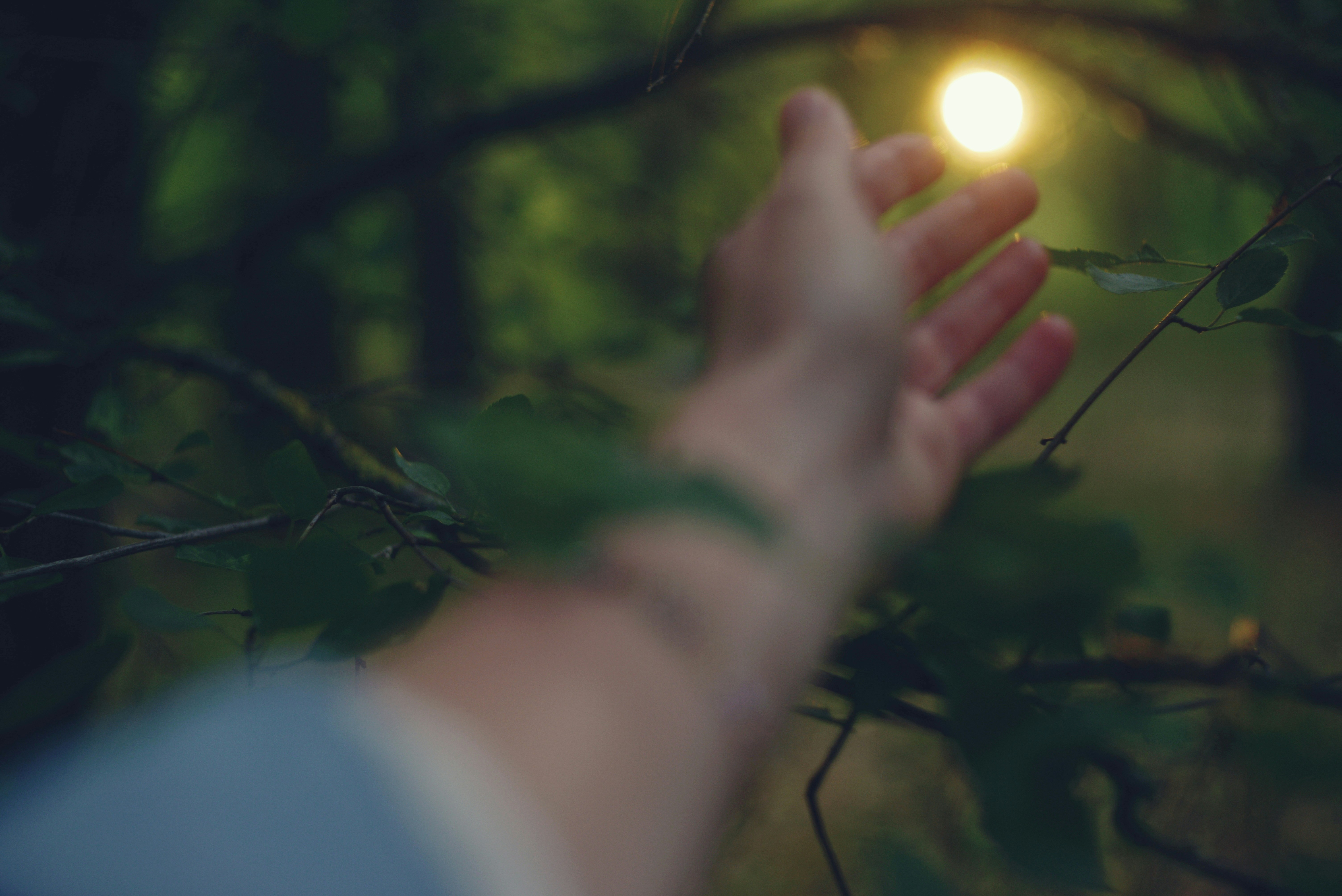 Reach Toward the Sun: A Hand Graze at Dappled Light