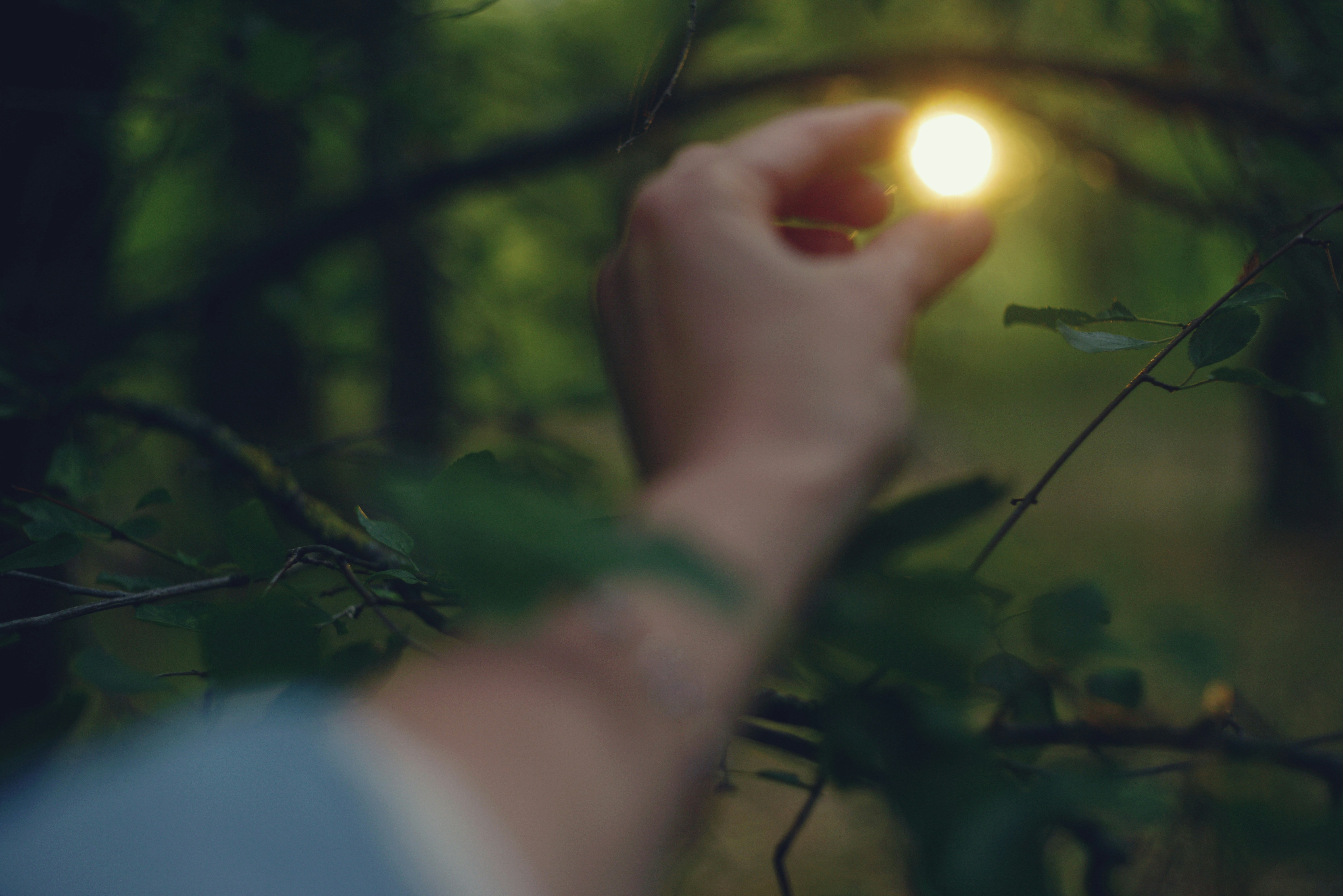 A Sunlit Fingertip Reaches Through Green Veil