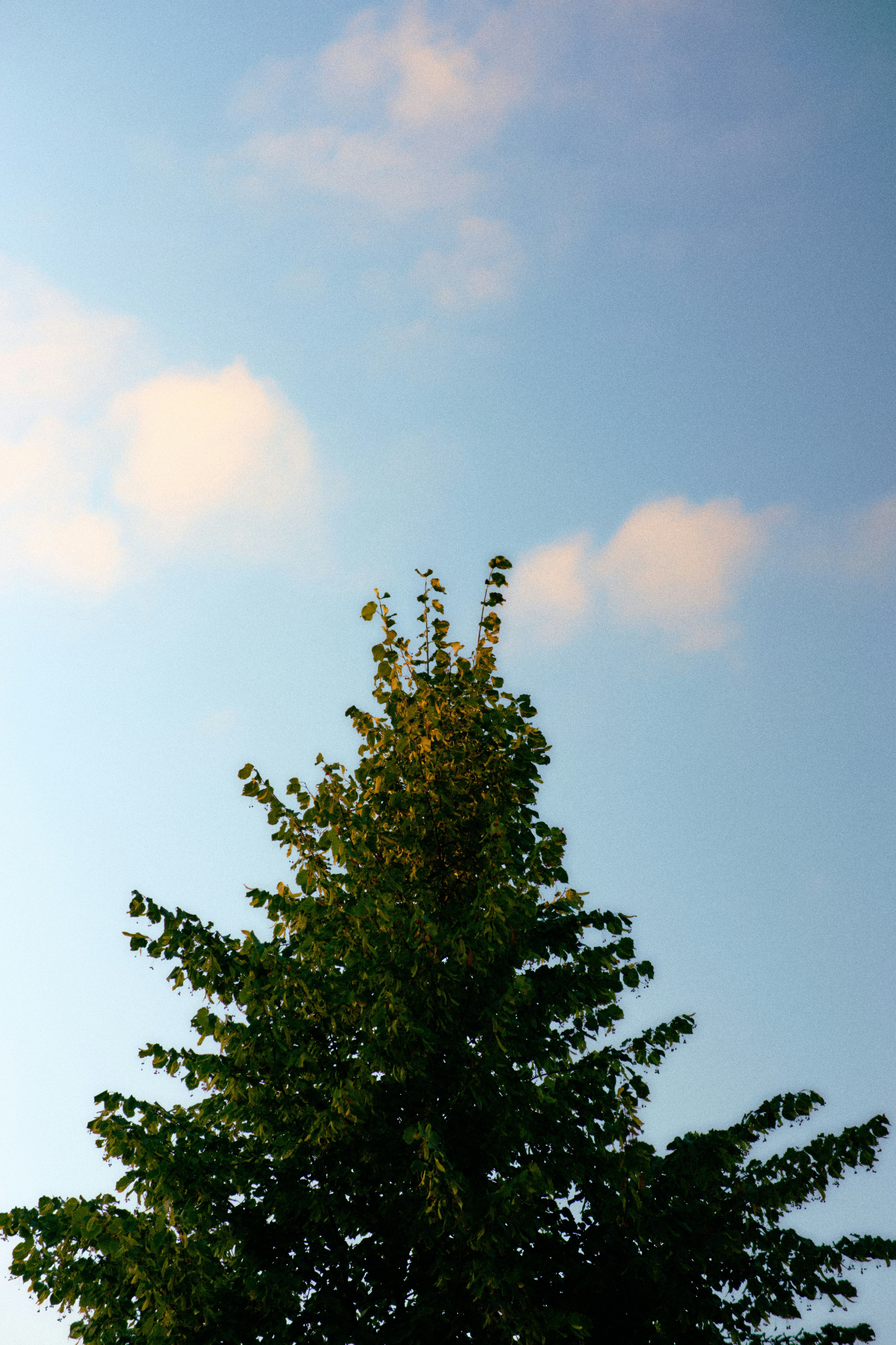 Tree Crown Reaches Toward a Clear Spring Sky