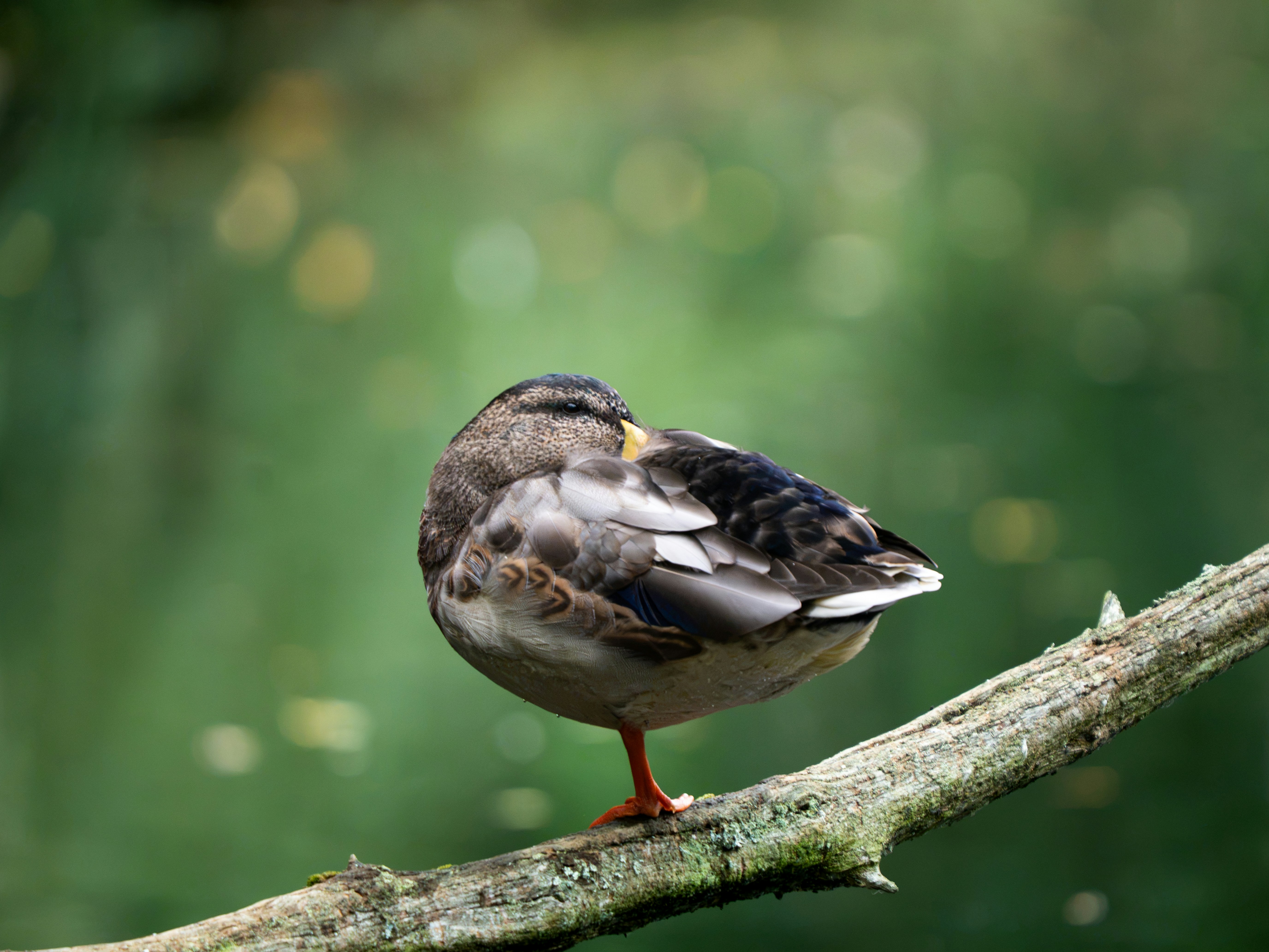 A small waterfowl stands on a mossy branch over a green, blurred pond; the bird is the focal point with soft bokeh background.