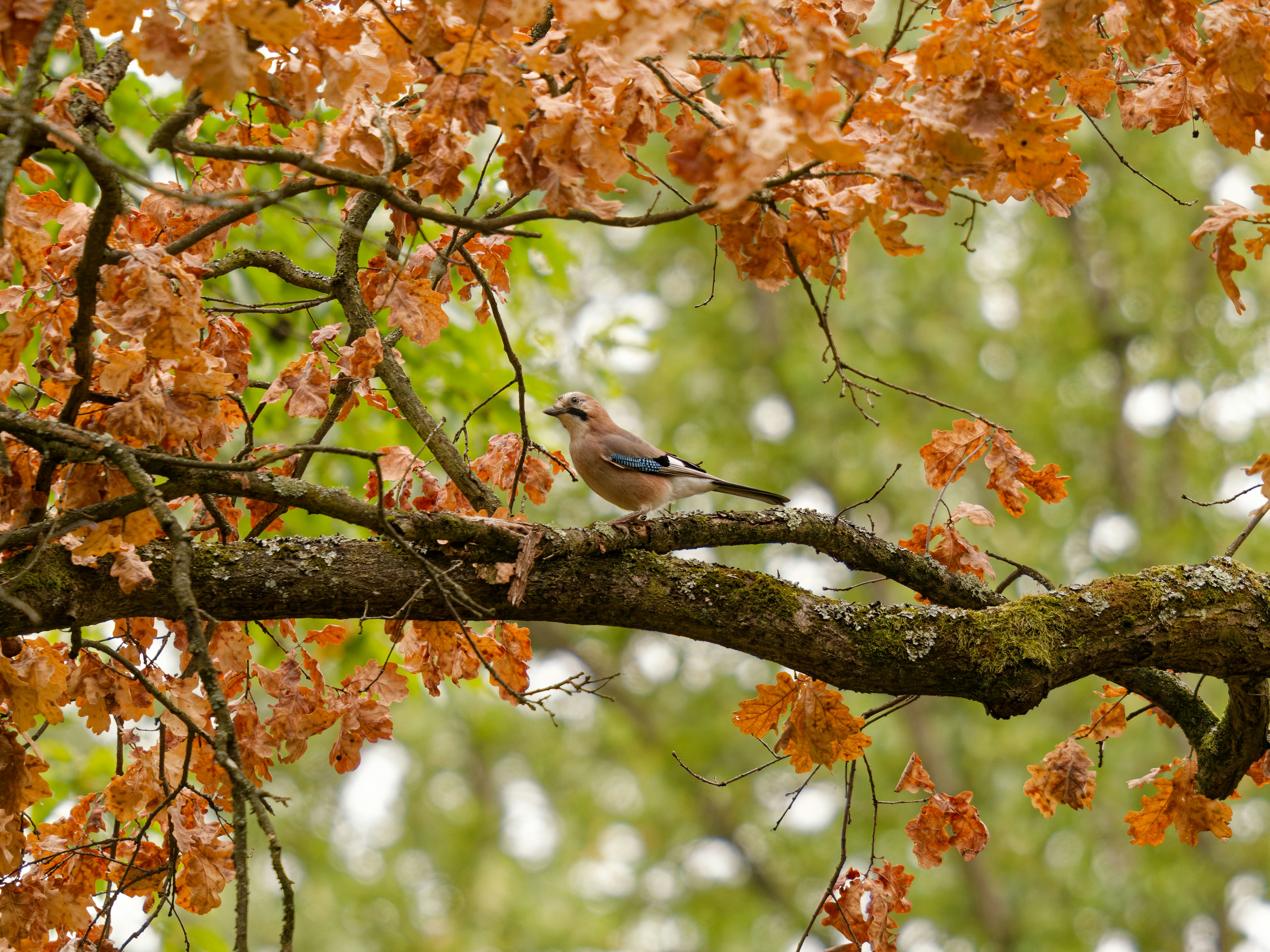 A small passerine perched along a mossy tree branch with orange autumn leaves, set against a soft green forest background.