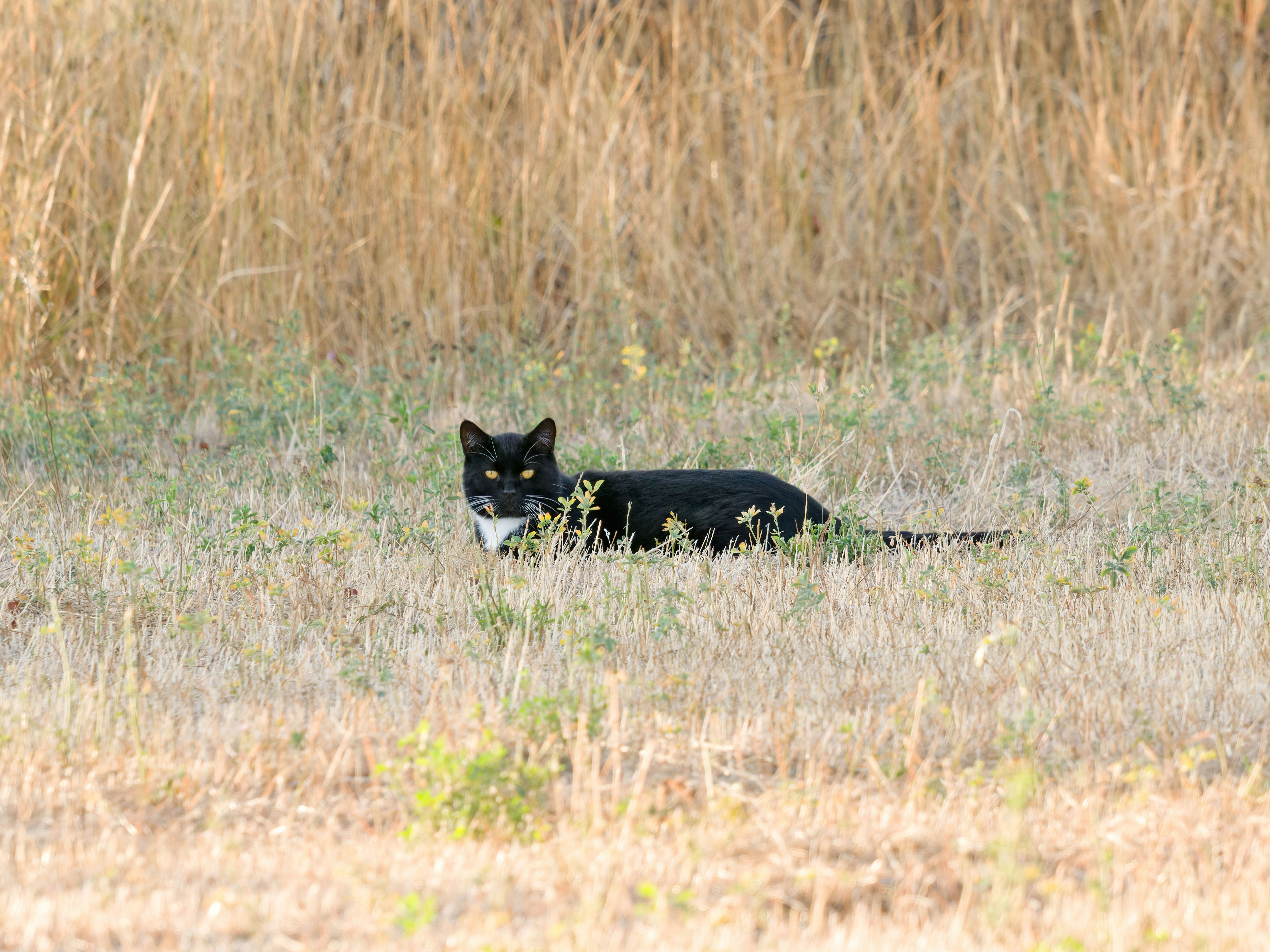 A black-and-white cat lies low in a sunlit field with tall, dry grass behind; the scene focuses on the cat's face and alert eyes. This is a still photograph of a living animal in its natural environment.