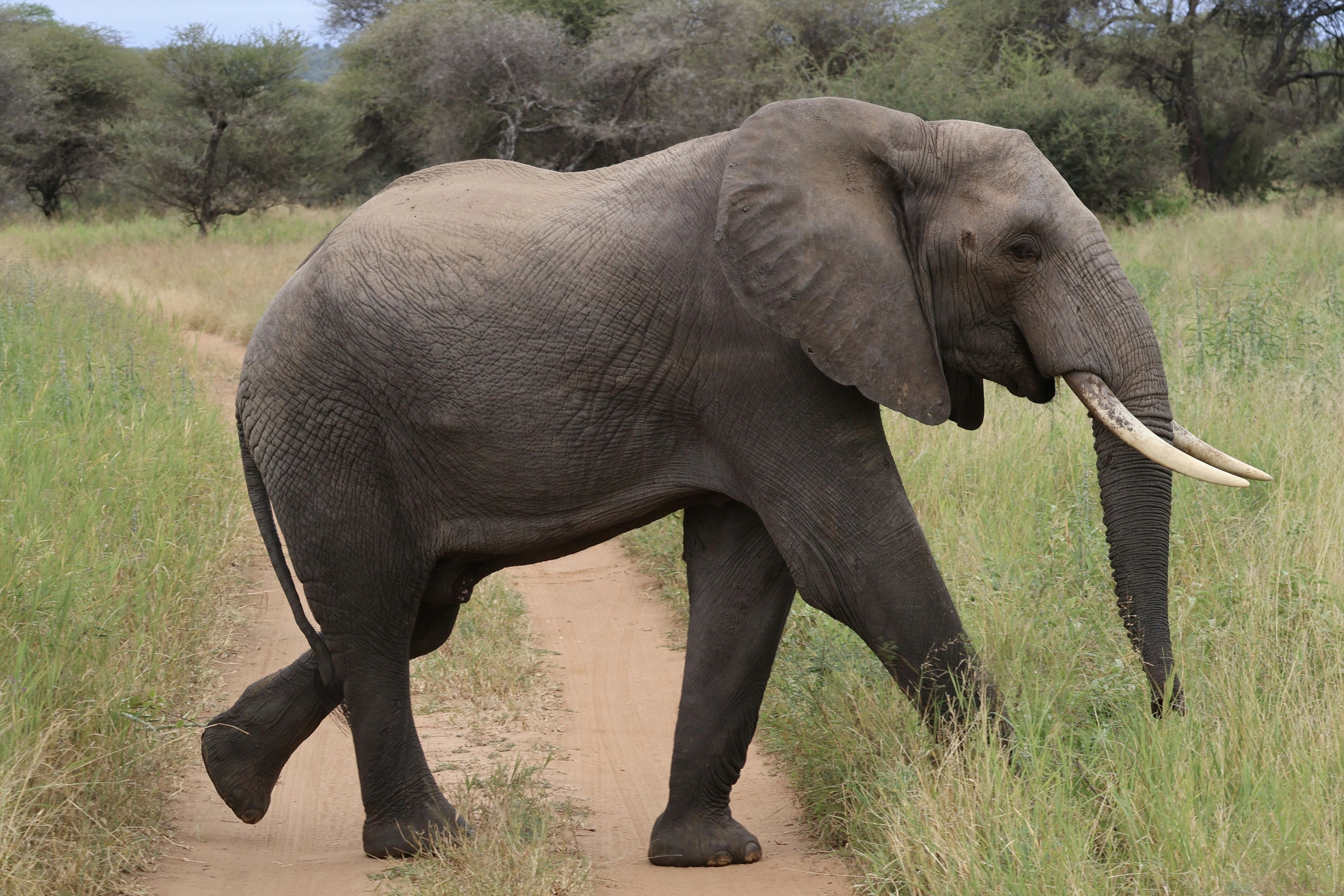 Elephant on a Dusty Safari Path