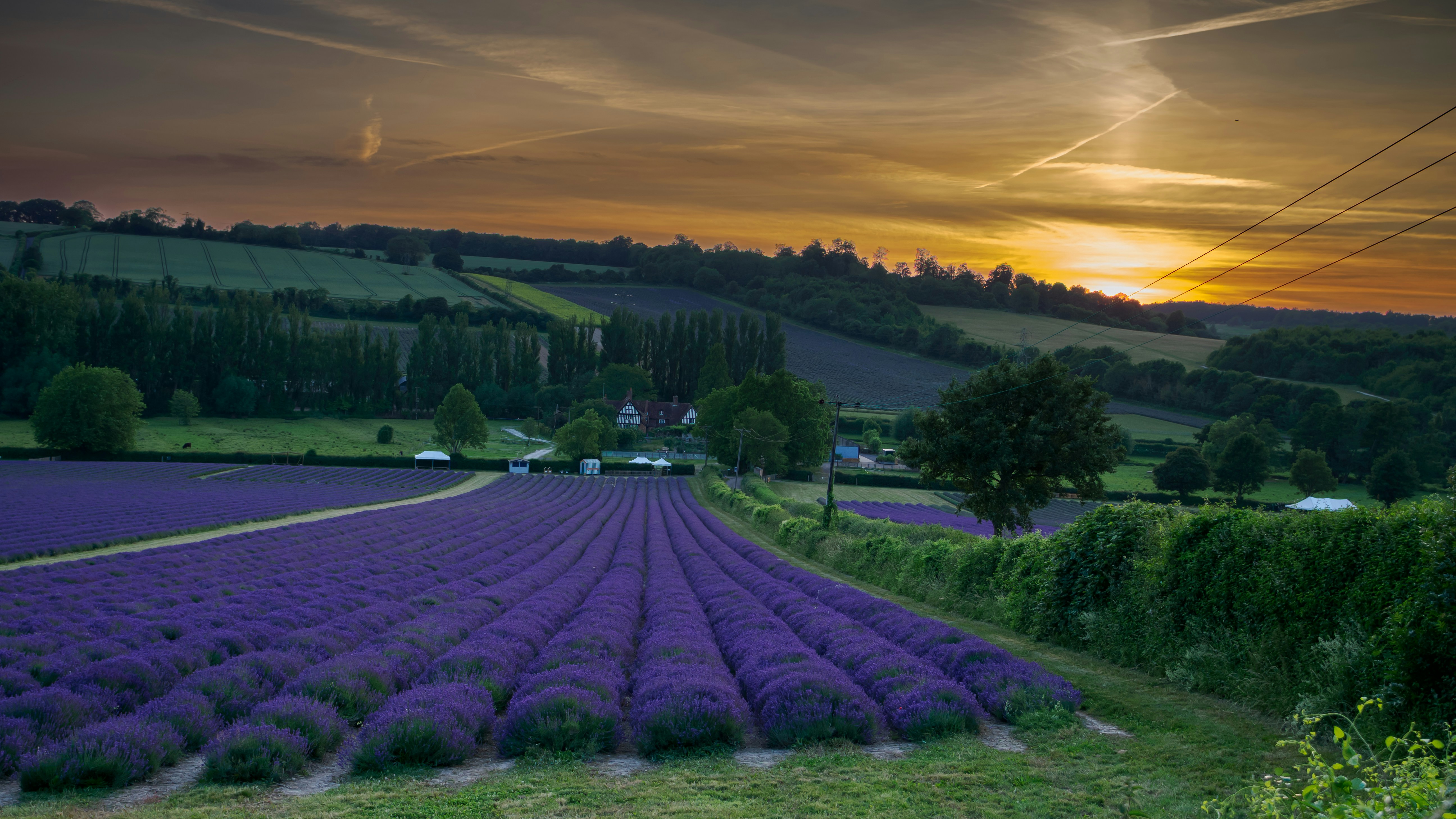 Lavender Rows at Dusk: A Winding Valley of Purple Calm