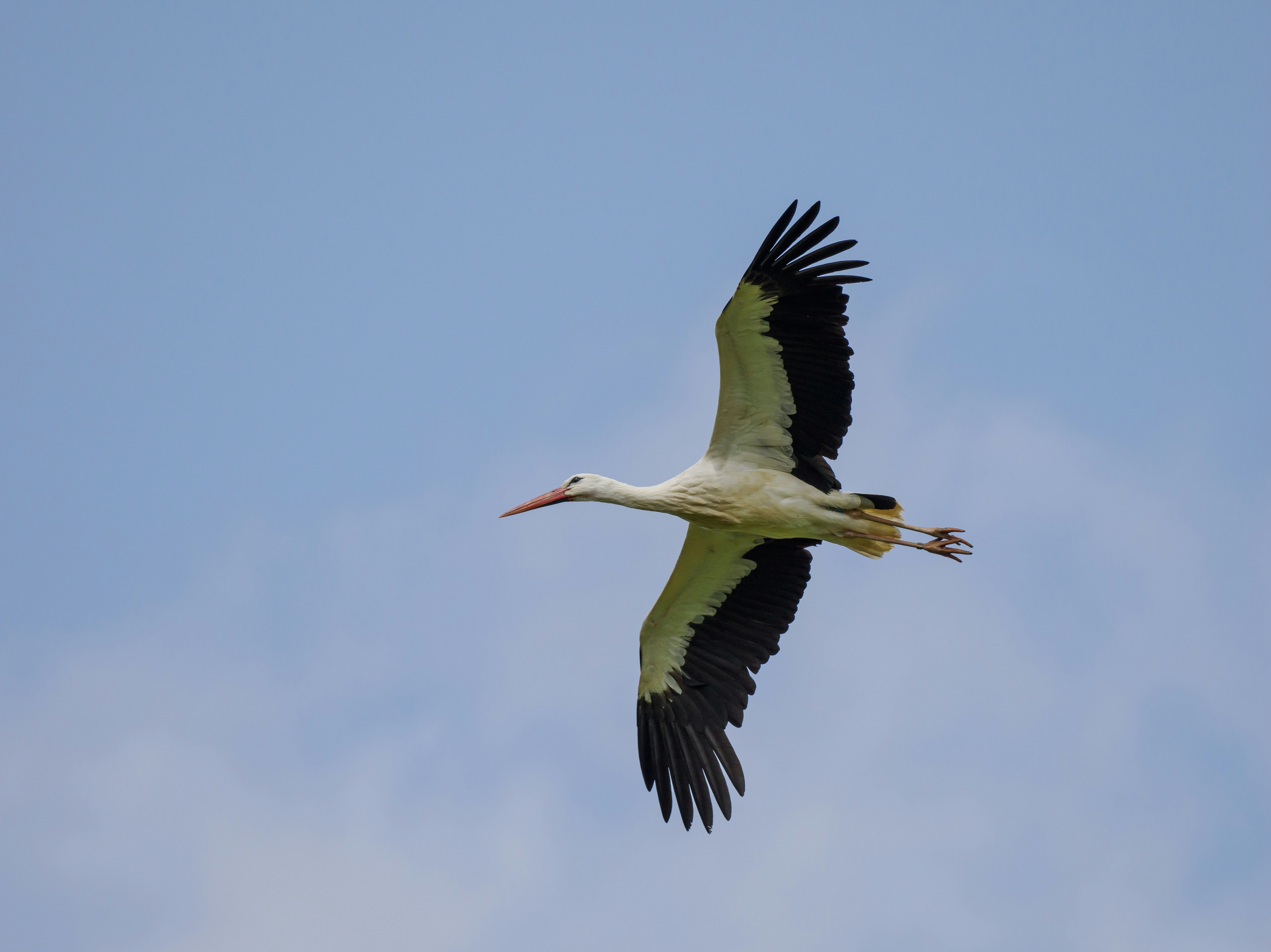 Winged Soaring Crane: A Snowy White Bird in Free Flight