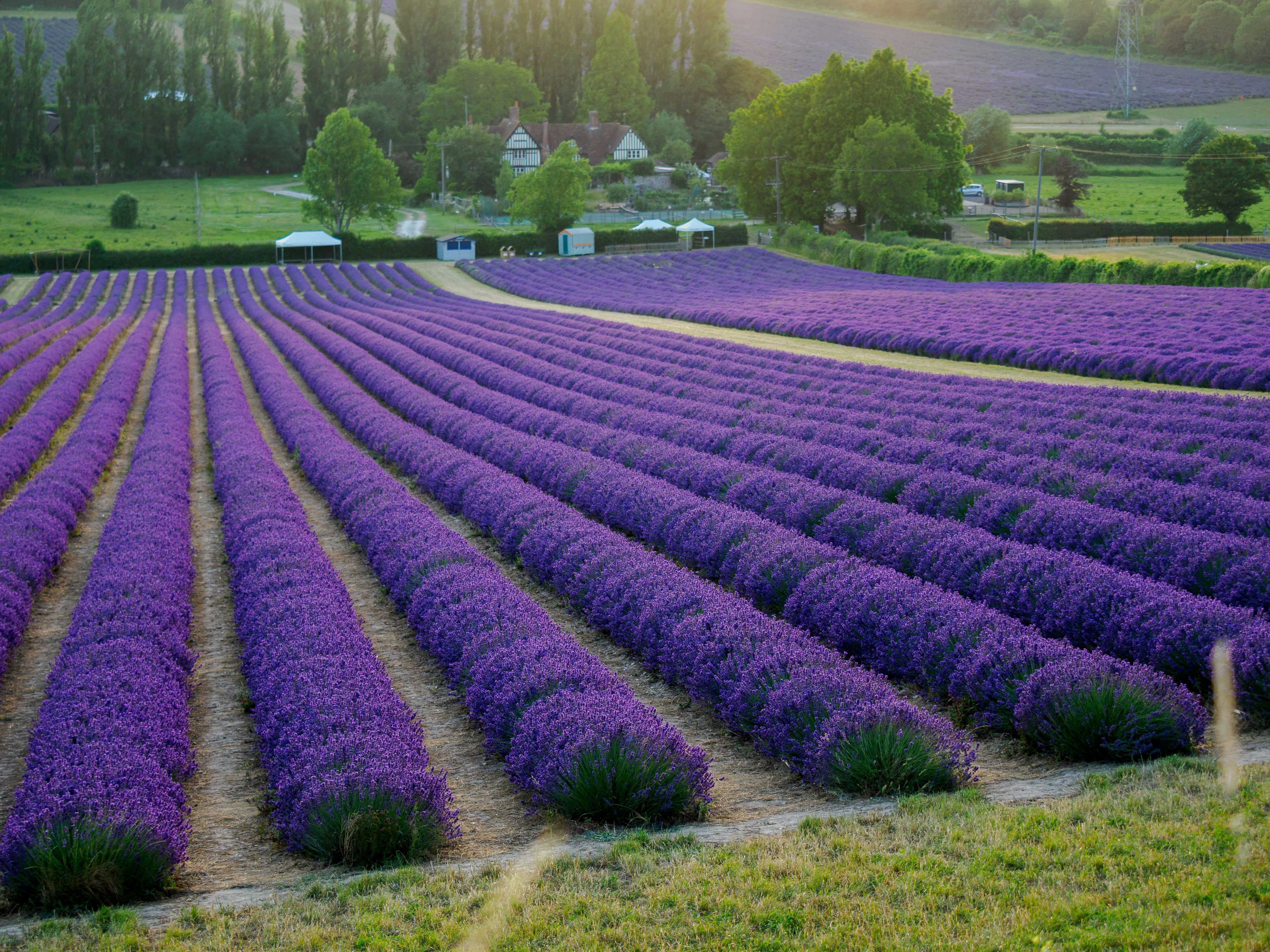 Lavender Rows Reaching Toward a Quiet Horizon