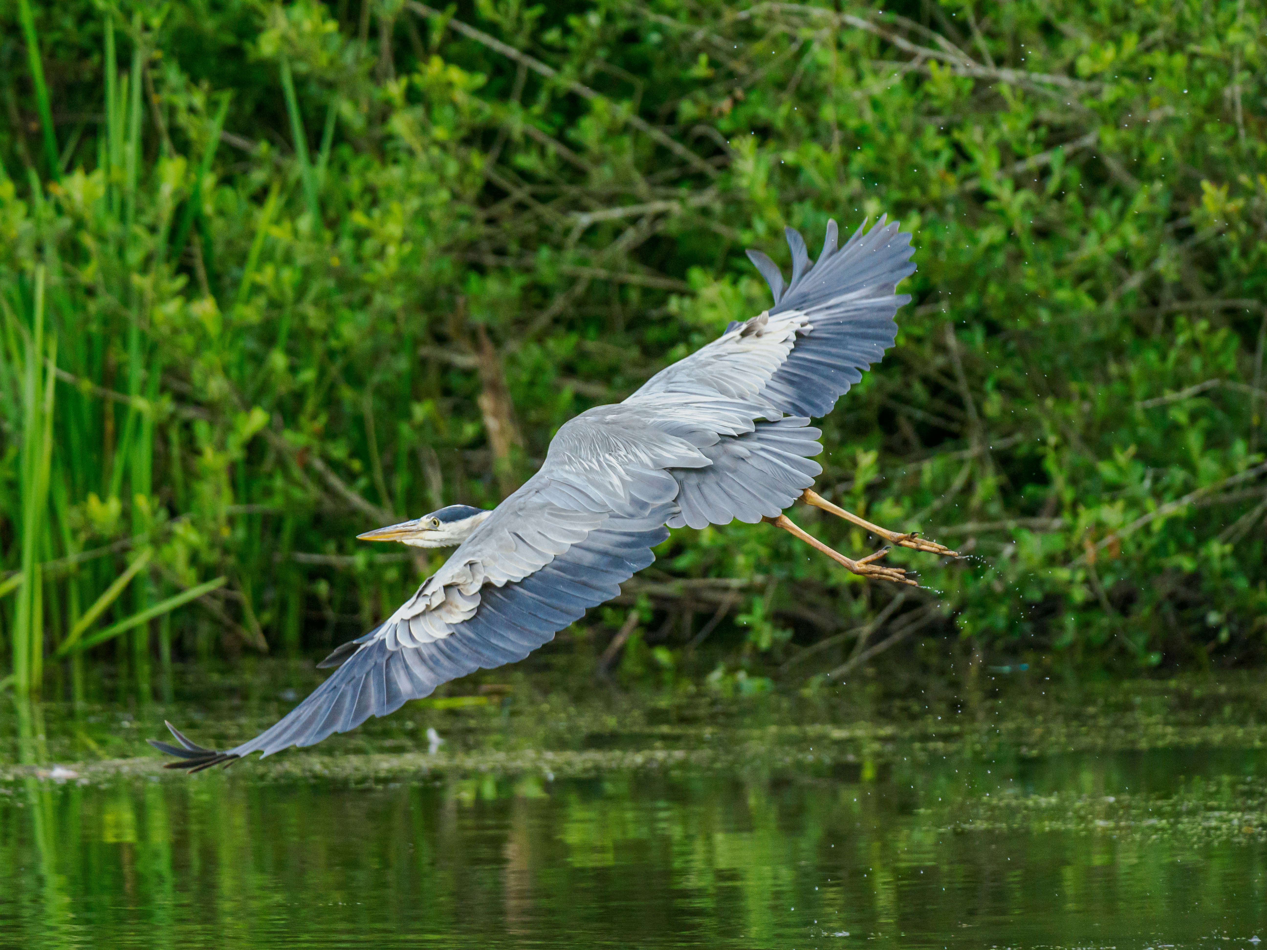 Midflight Grey Heron Over Marsh: Precision in Motion