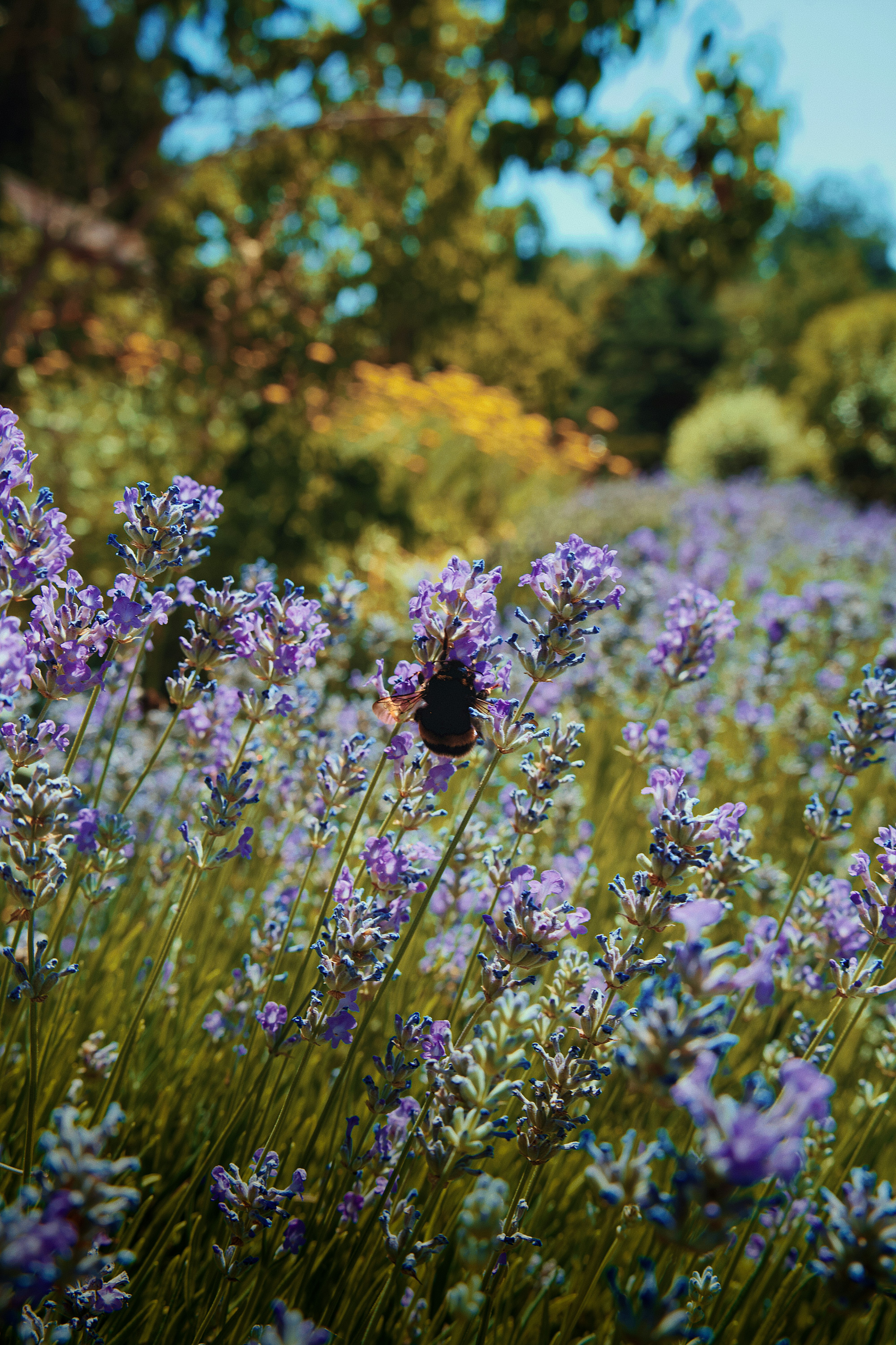  bee among lavender: a sunlit field of purple blooms and distant yellow flowers