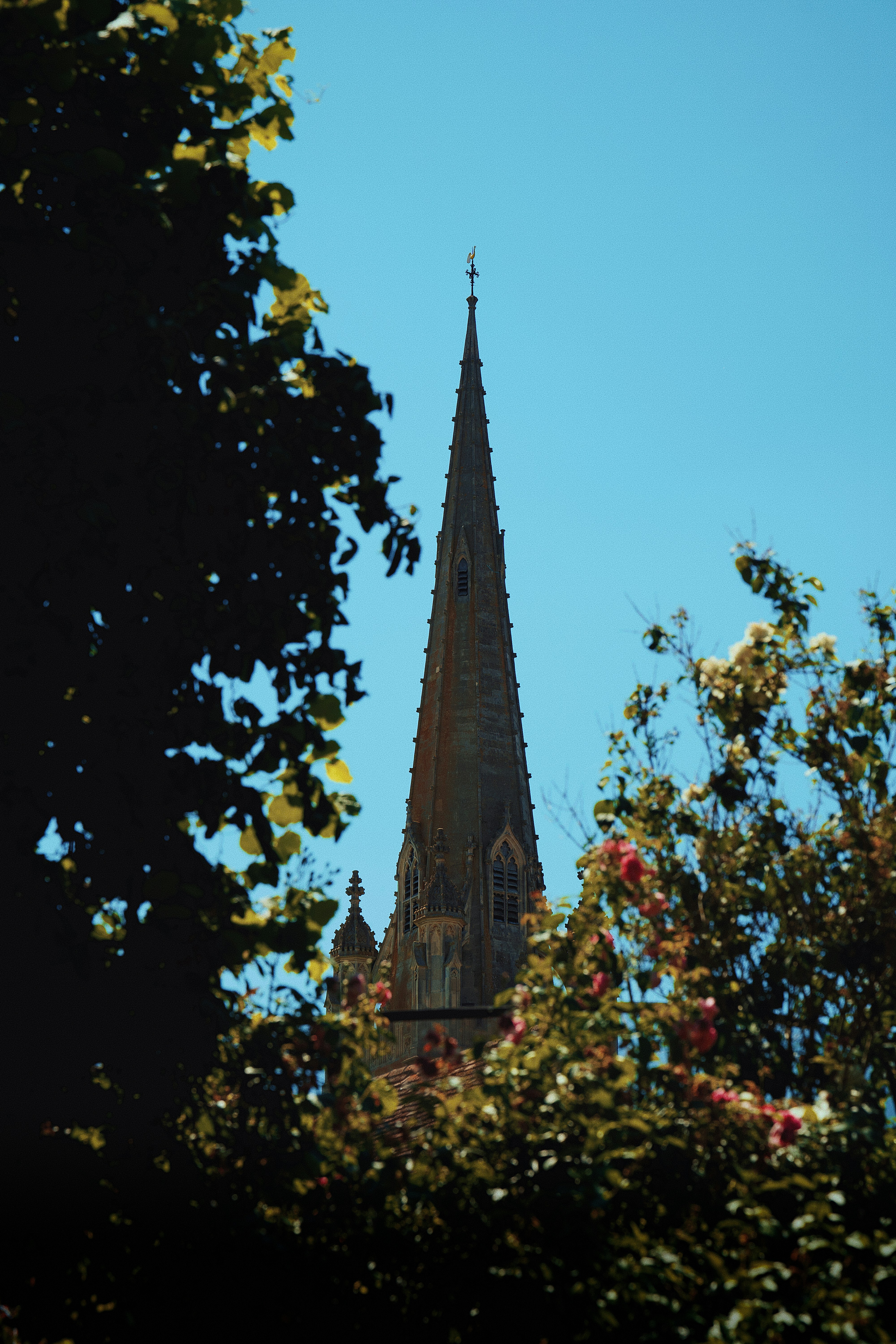Spire Emergence: A Gothic Church Rising Through Flowered Foreground