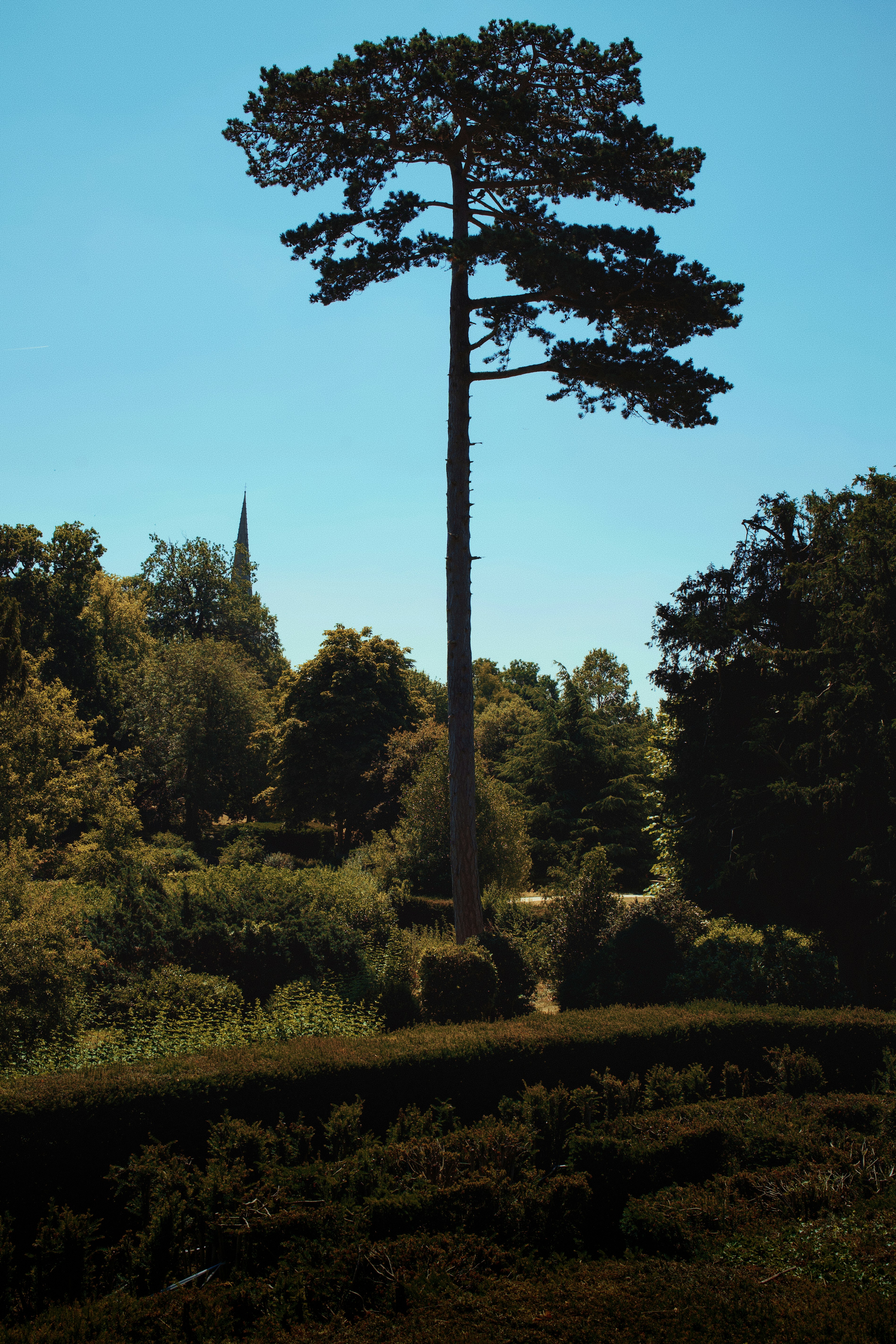 Majestic Lone Pine Reaching Above a Quiet Garden