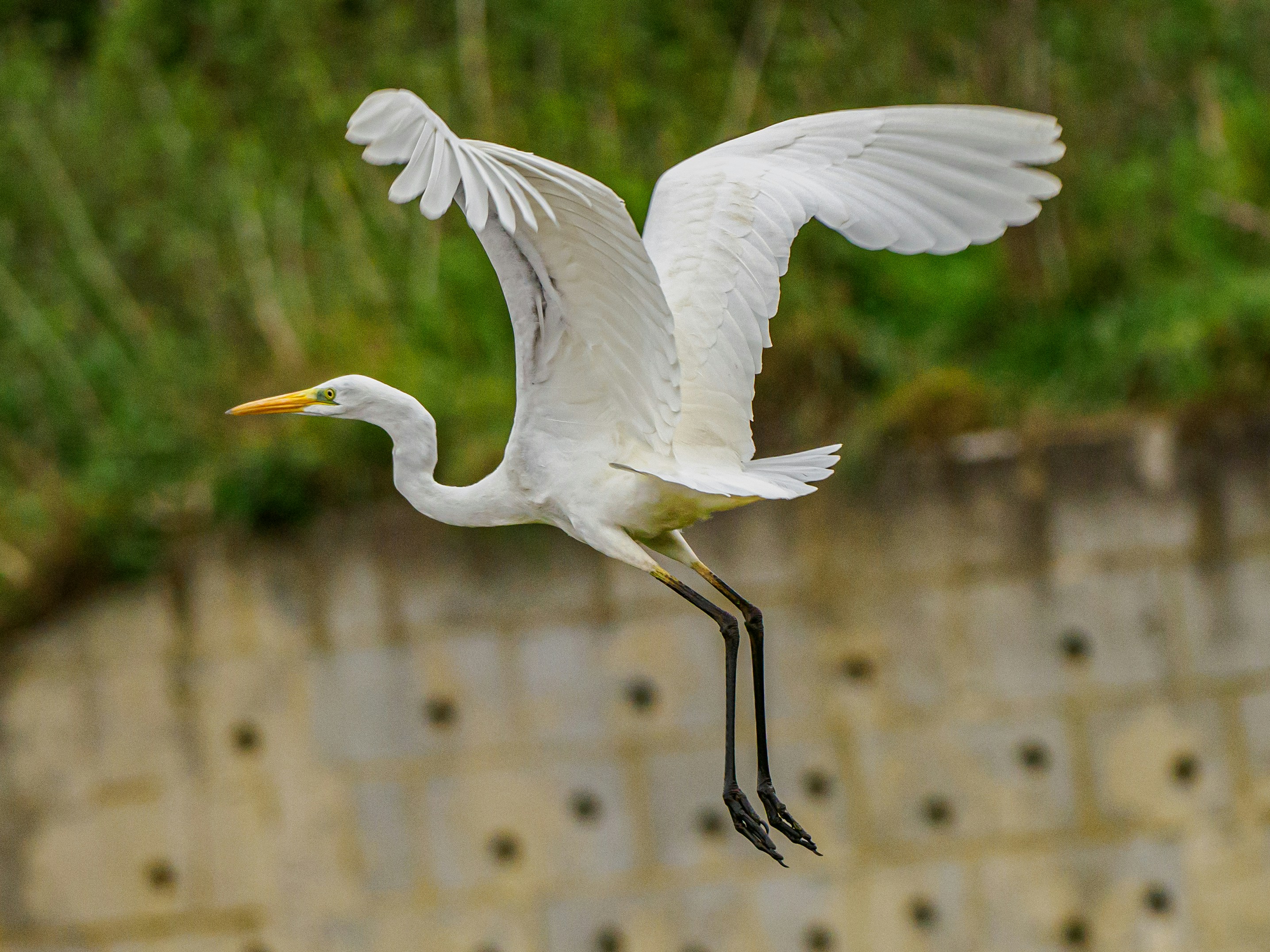 Flight Against a Green Backdrop: White Heron in Mid-Stride