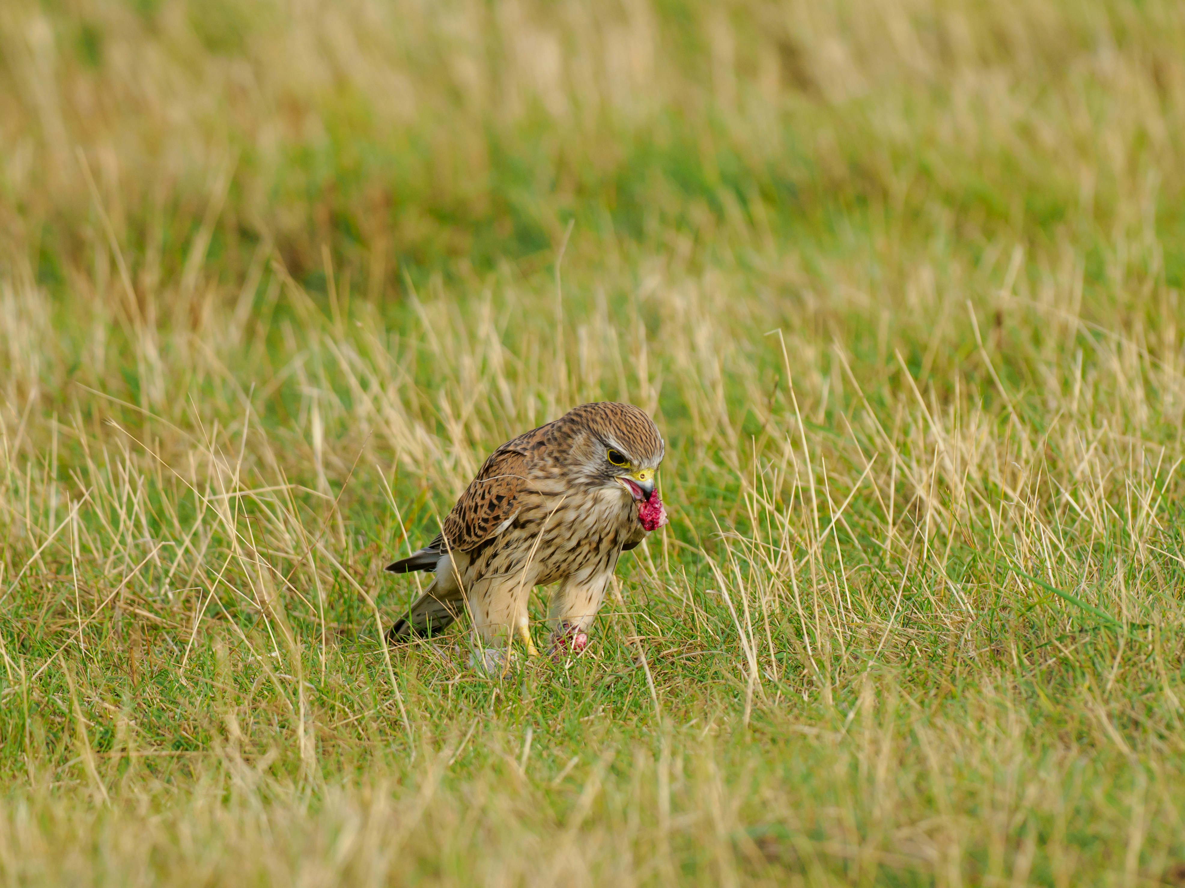 Ground-feathered Forager: A Small Songbird in a Sunlit Meadow