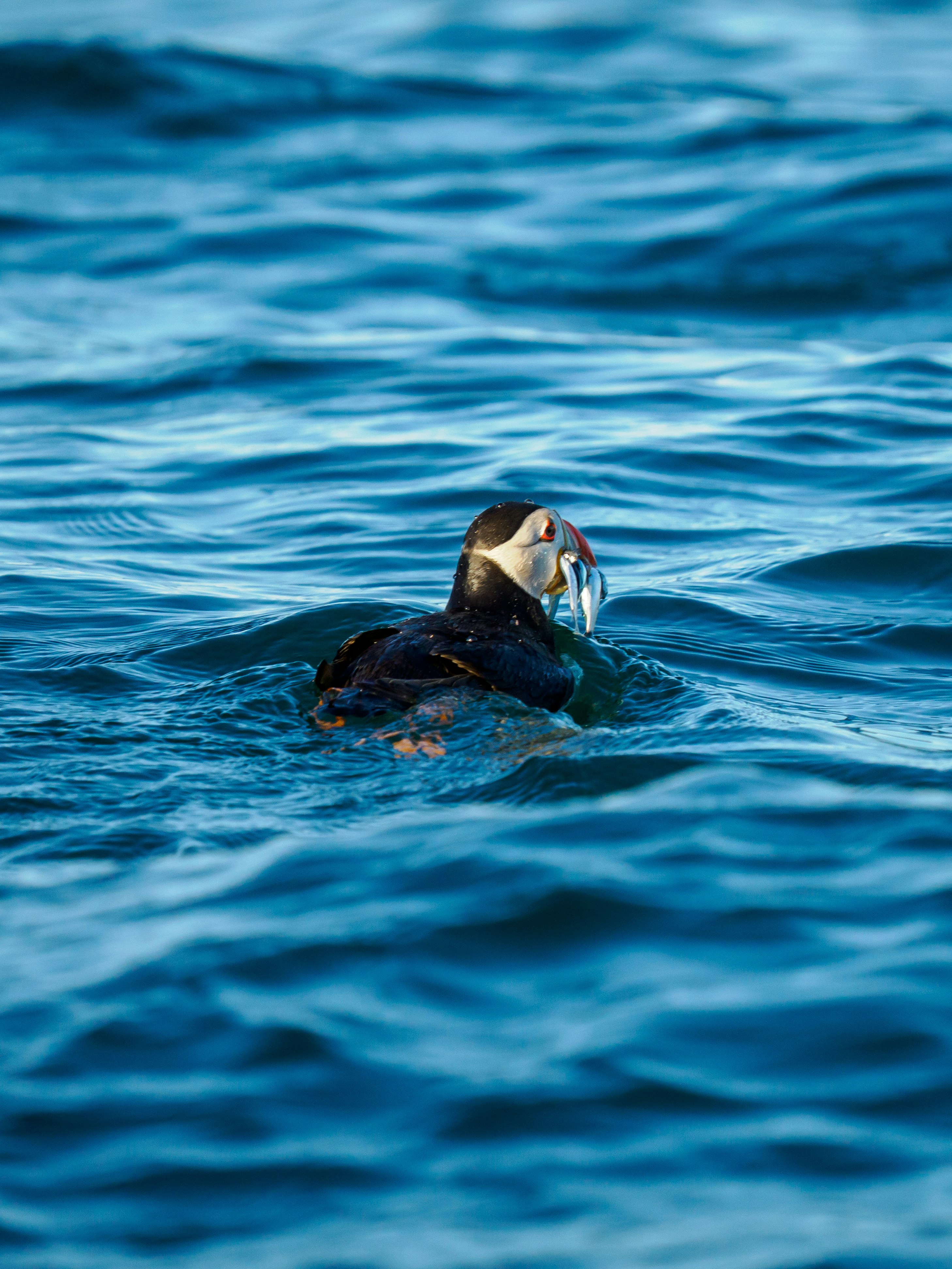 Lone puffin with a fish: a moment frozen in blue surf