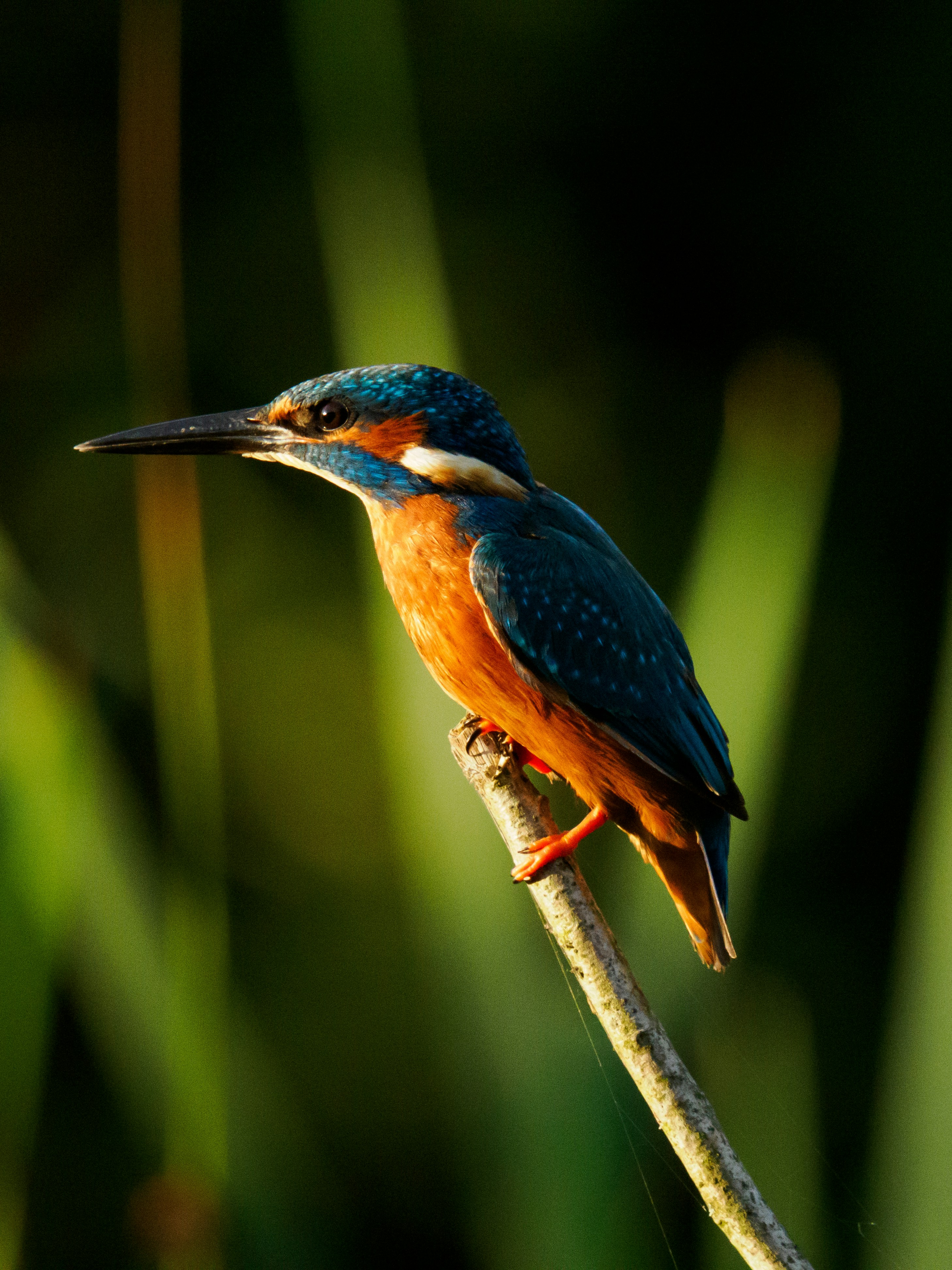 Kingfisher in a Sunlit Reed Haven