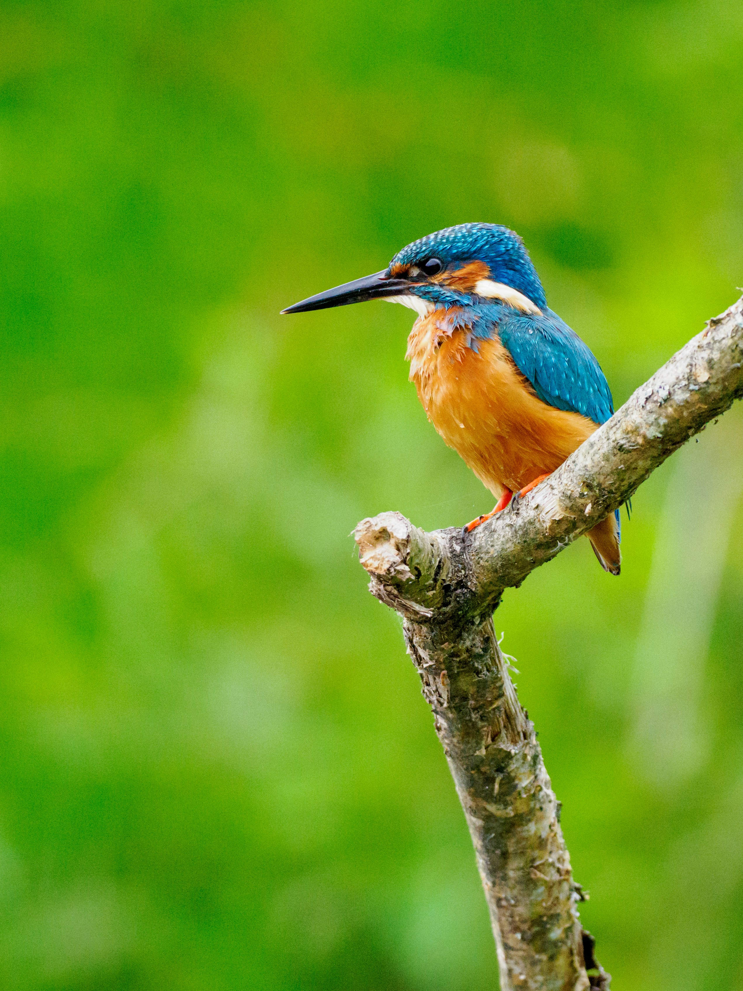 Blue-and-Orange Kingfisher Perched on a Diagonal Branch