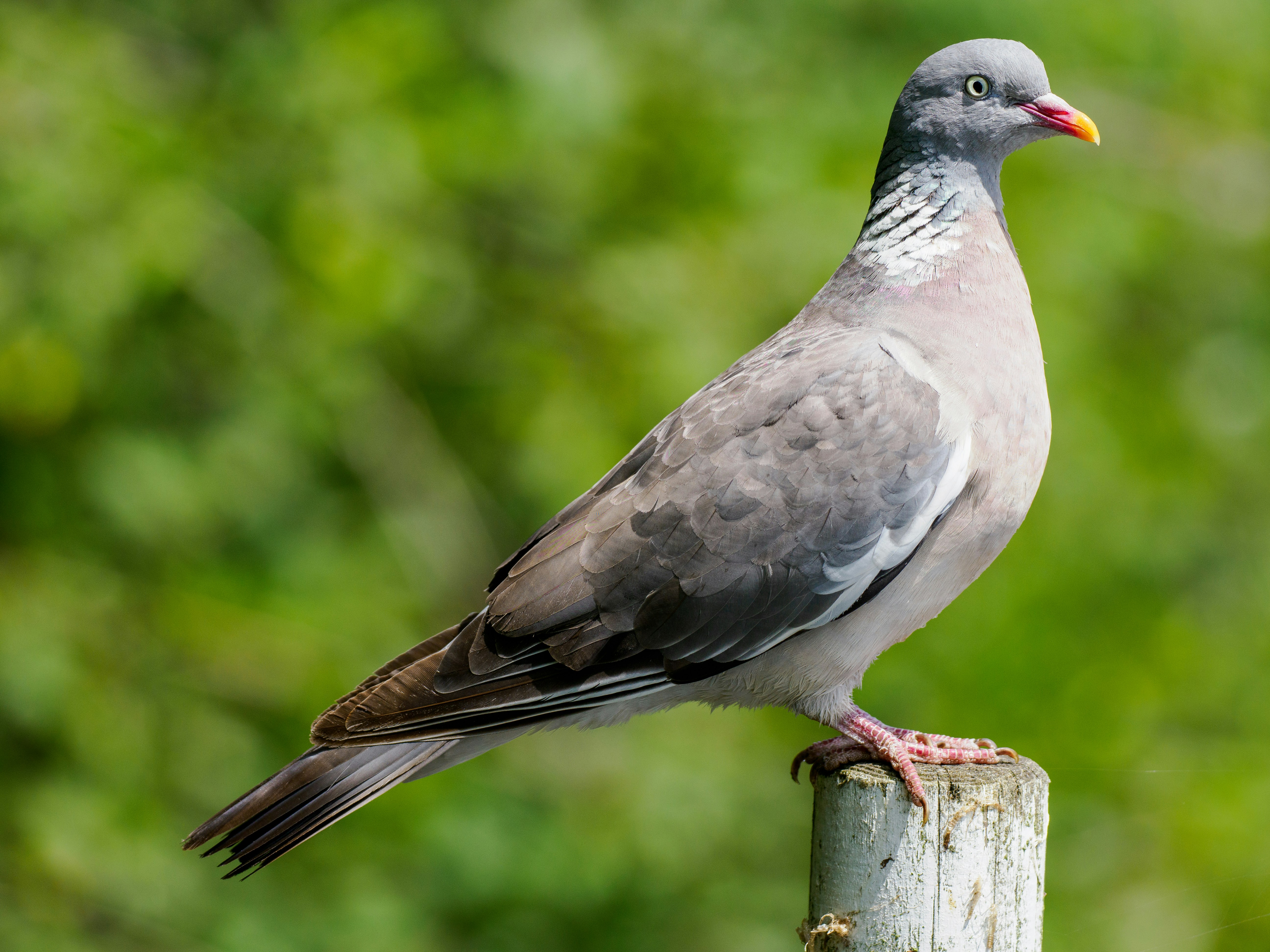 A pigeon stands on a weathered post against a soft green background, showcasing iridescent neck feathers and calm stance with natural light accenting its plumage.