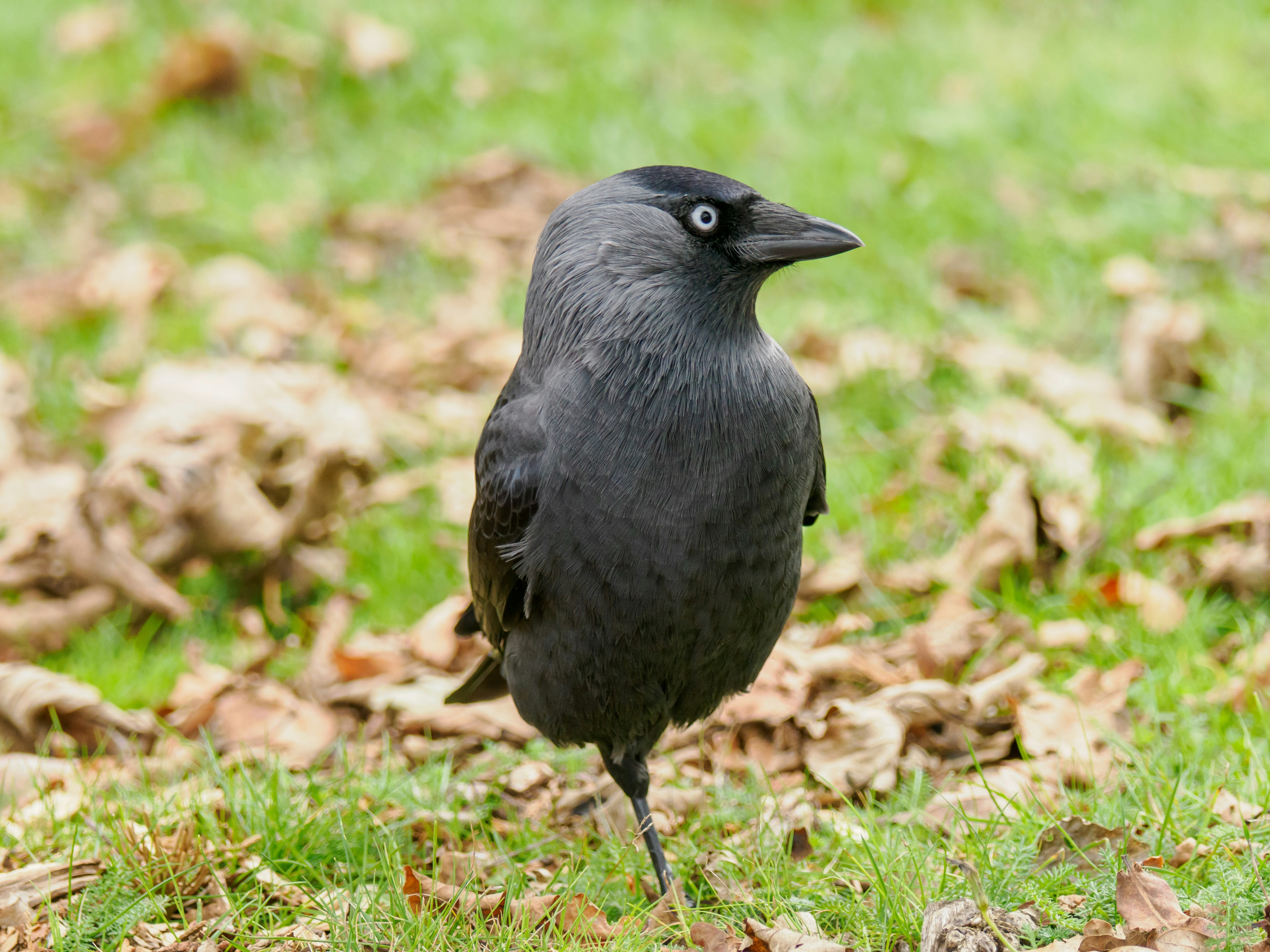 Dark-eyed crow stands on mossy ground with scattered autumn leaves in the background, the scene captured at eye level to emphasize its gaze.