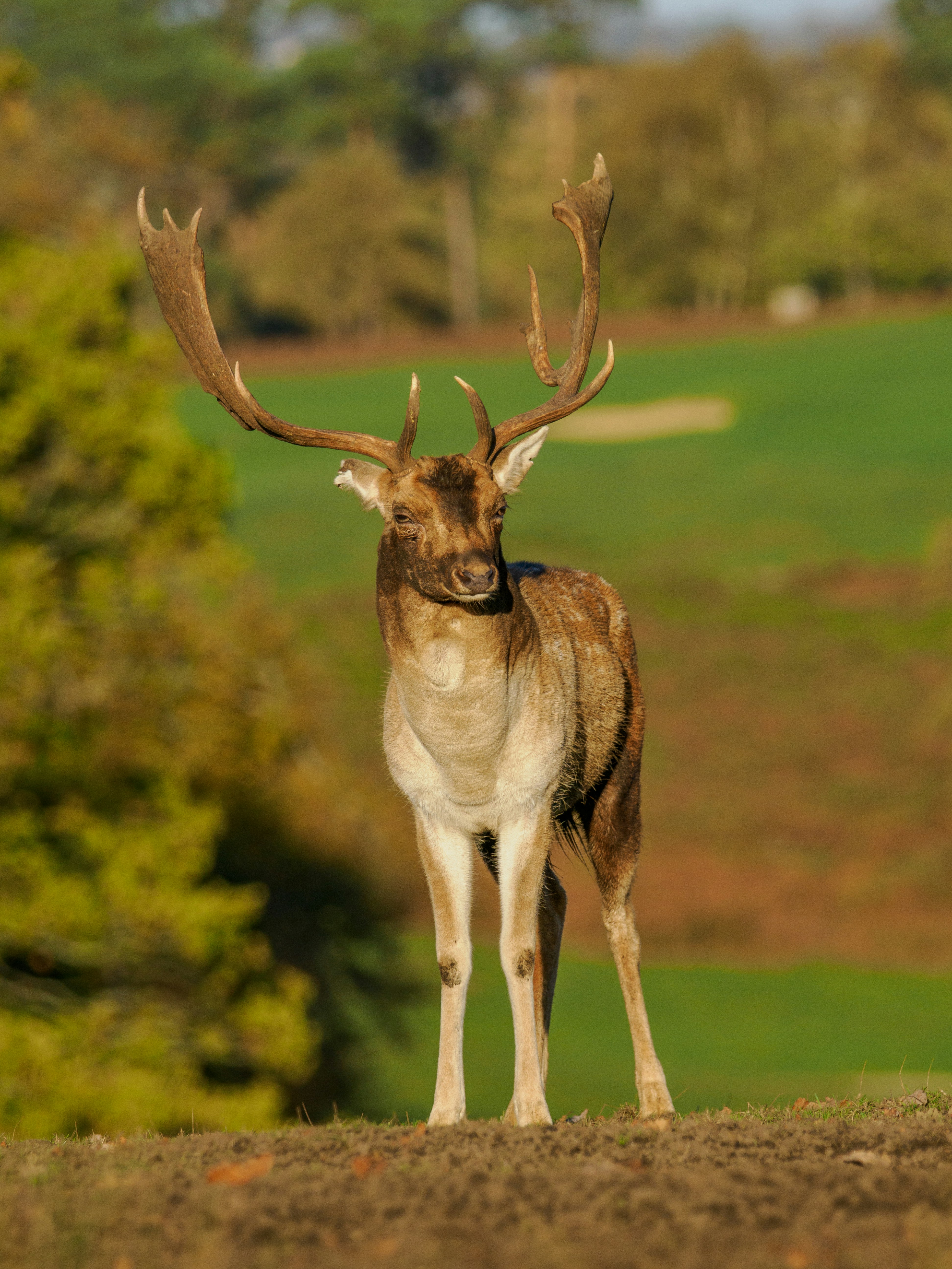Majestic Stag in Golden Light