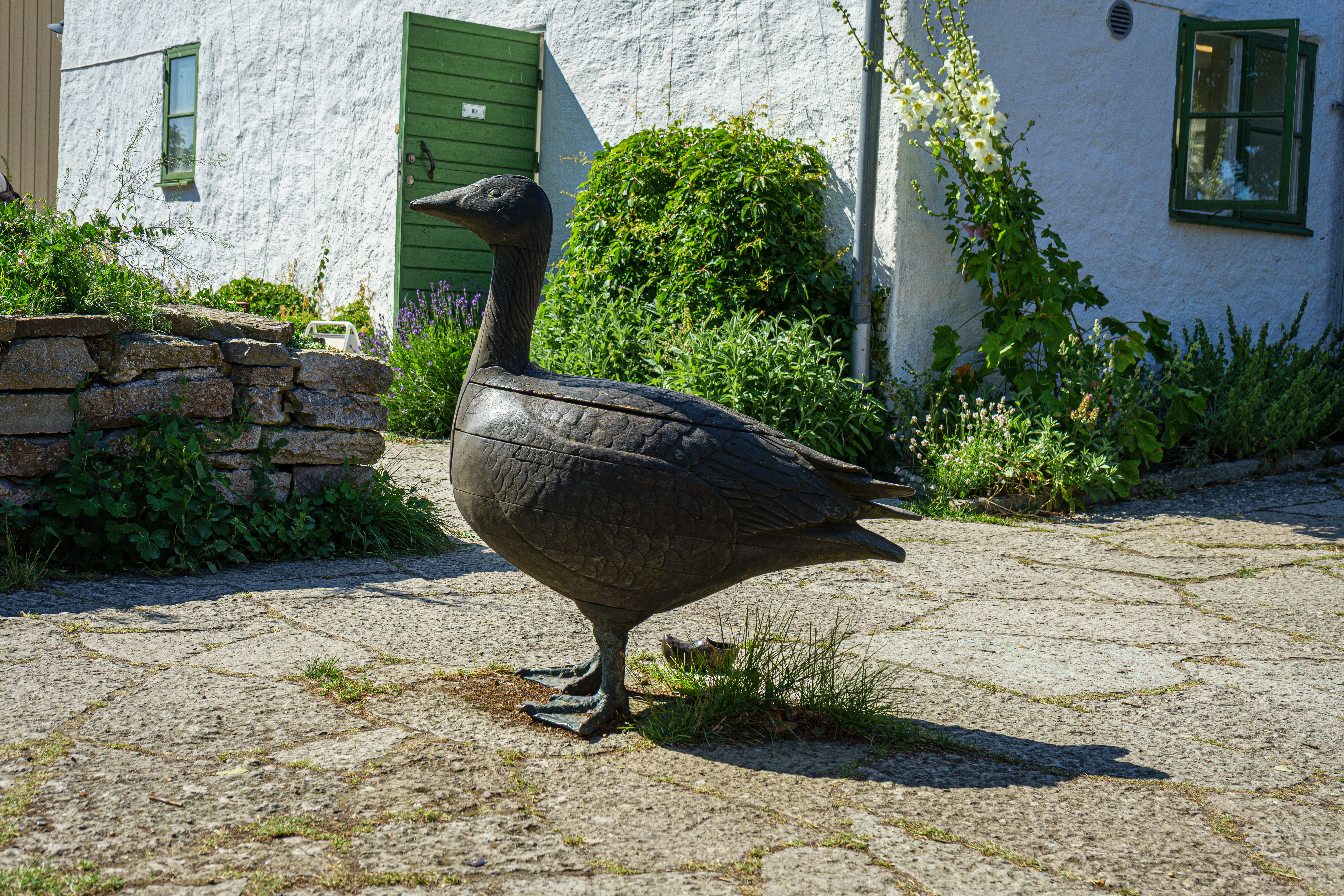 A solitary goose patrols a sunlit courtyard
