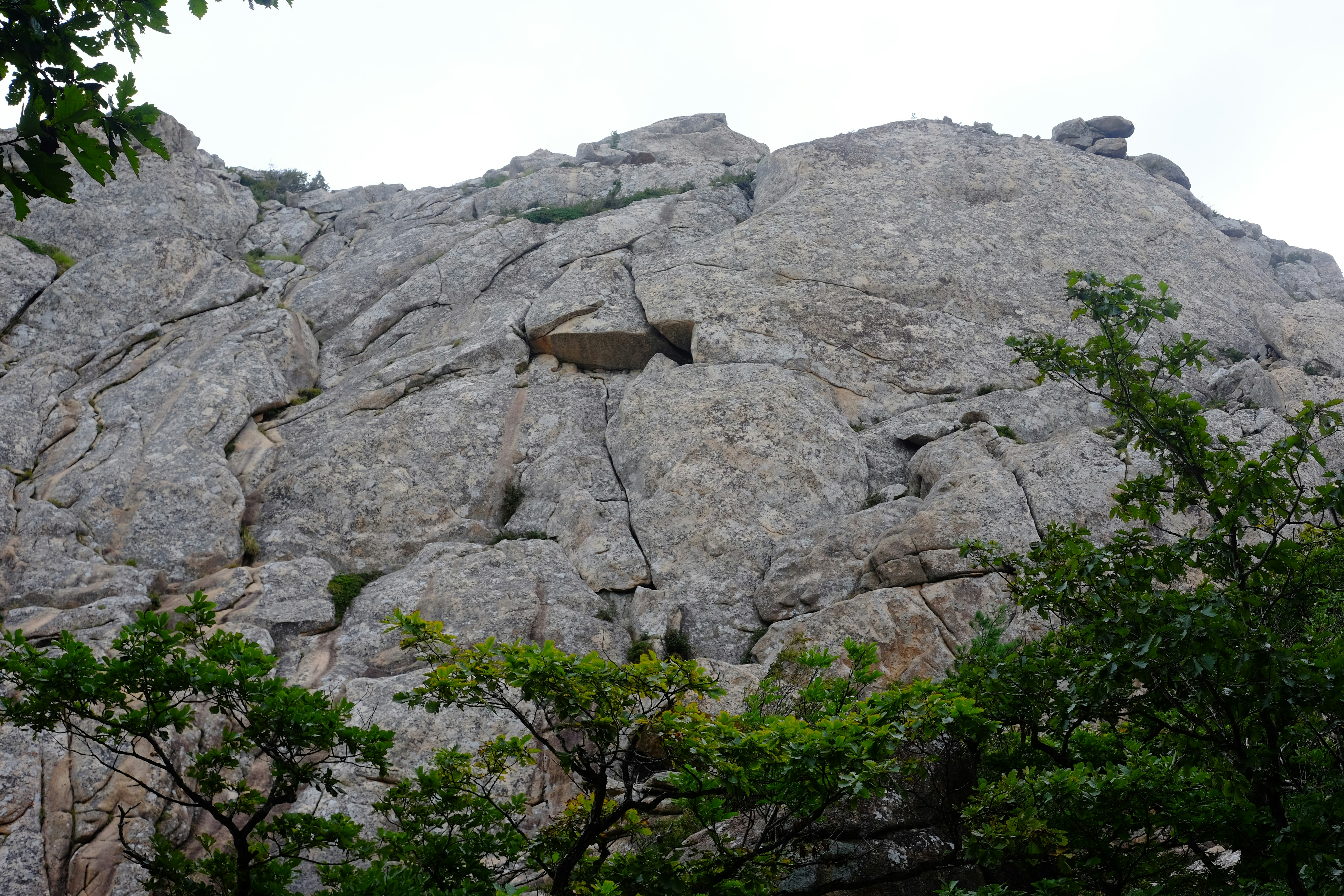Rugged Granite Face Under Sparse Canopy
