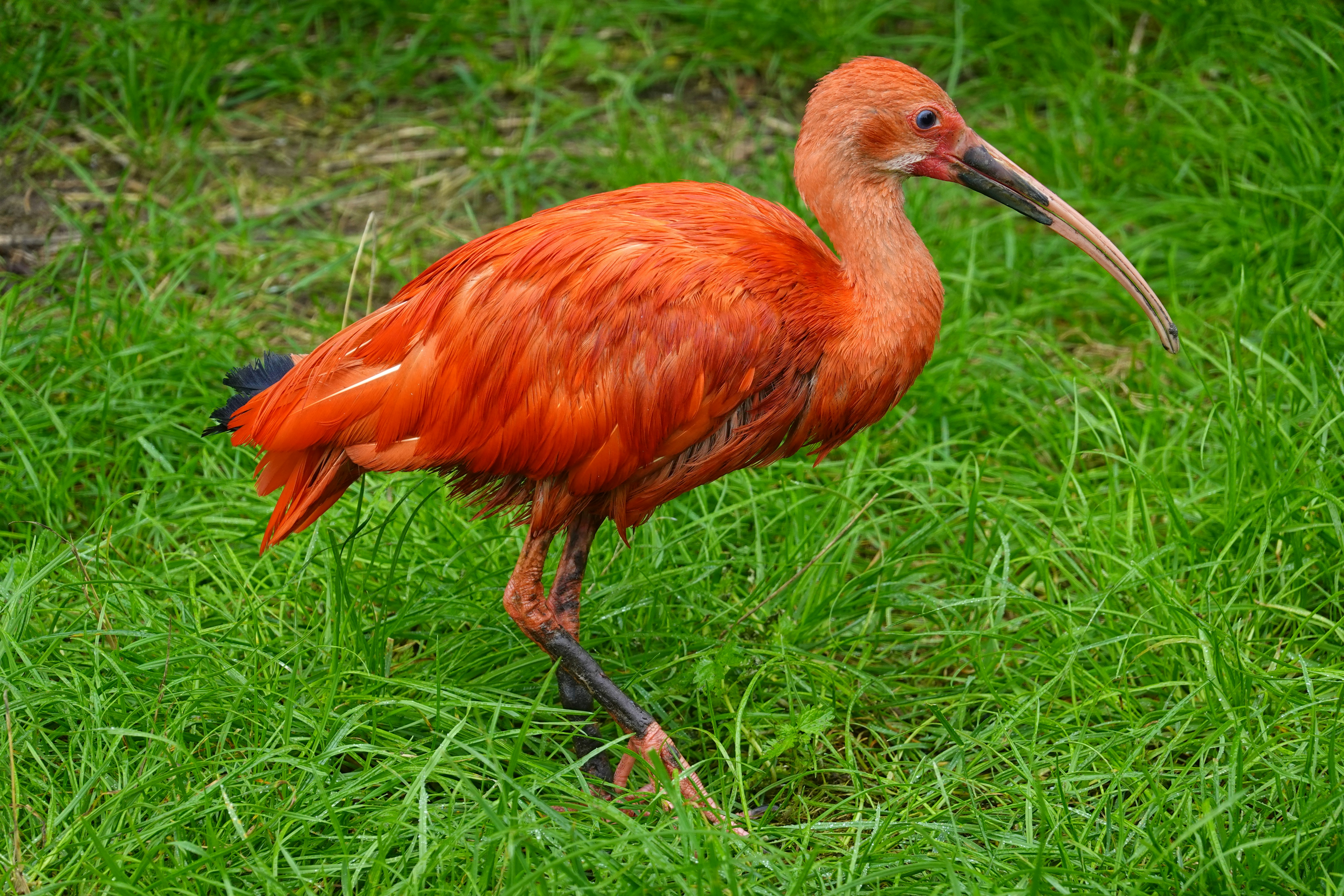 Scarlet Wader in Velvet Green: A Northern Red ibis-like Birds.
