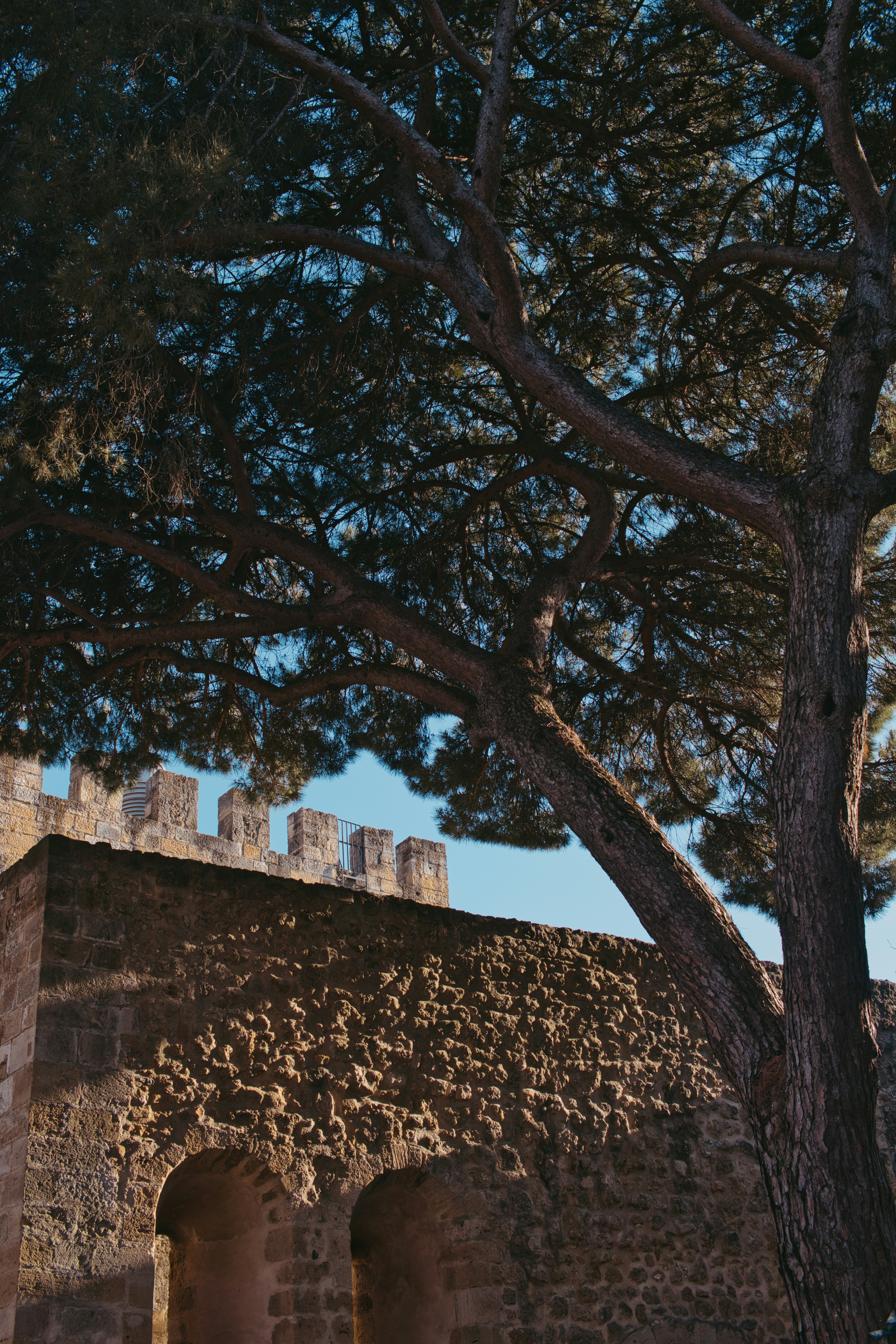 Stone fortress under a sprawling canopy