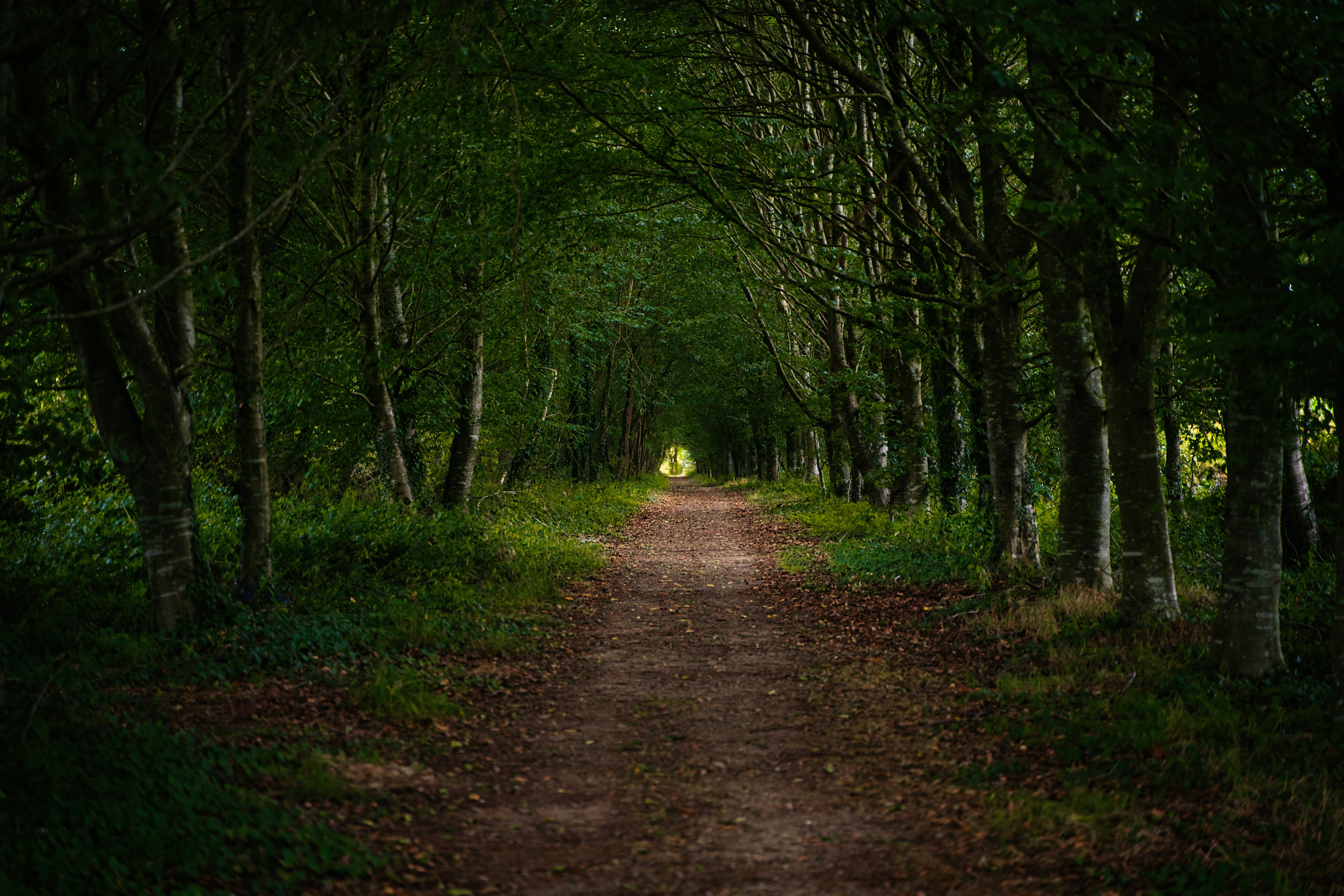 Light at the End of the Avenue: A Woodland Path