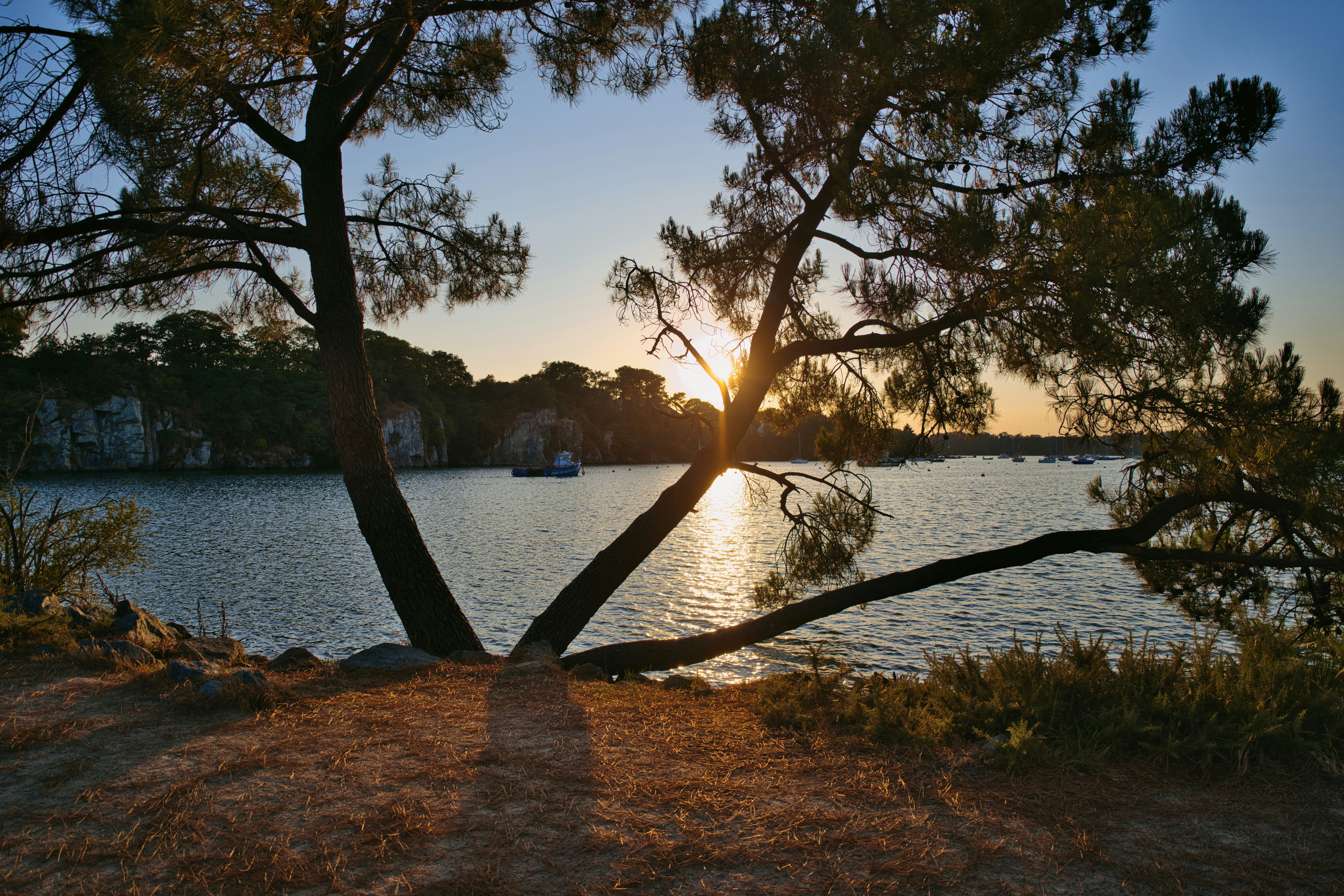 Sunlit Gnarled Tree Framing a Quiet Lake