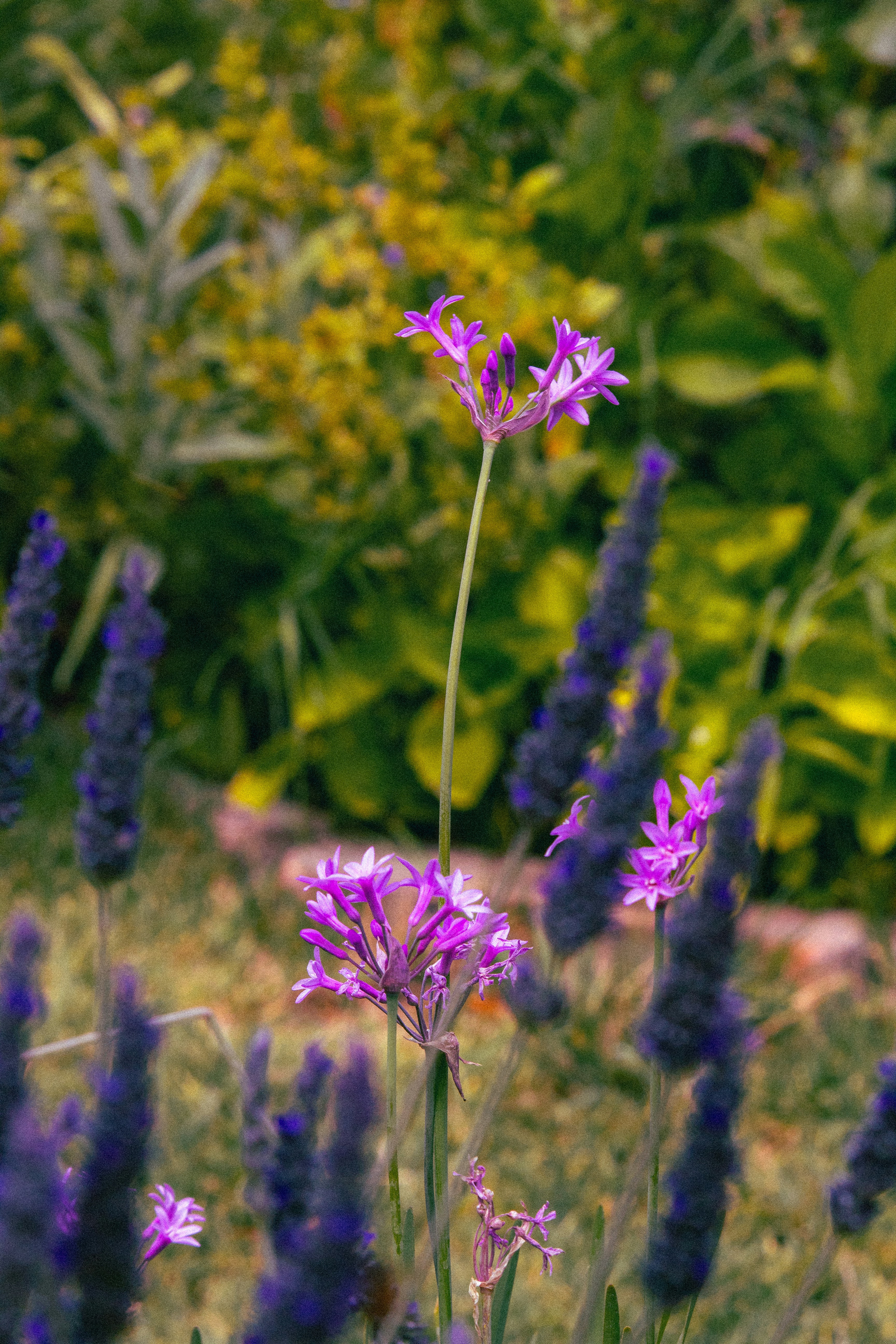 Purple tendrils in a sunlit meadow: a stalk reaching toward the bloom