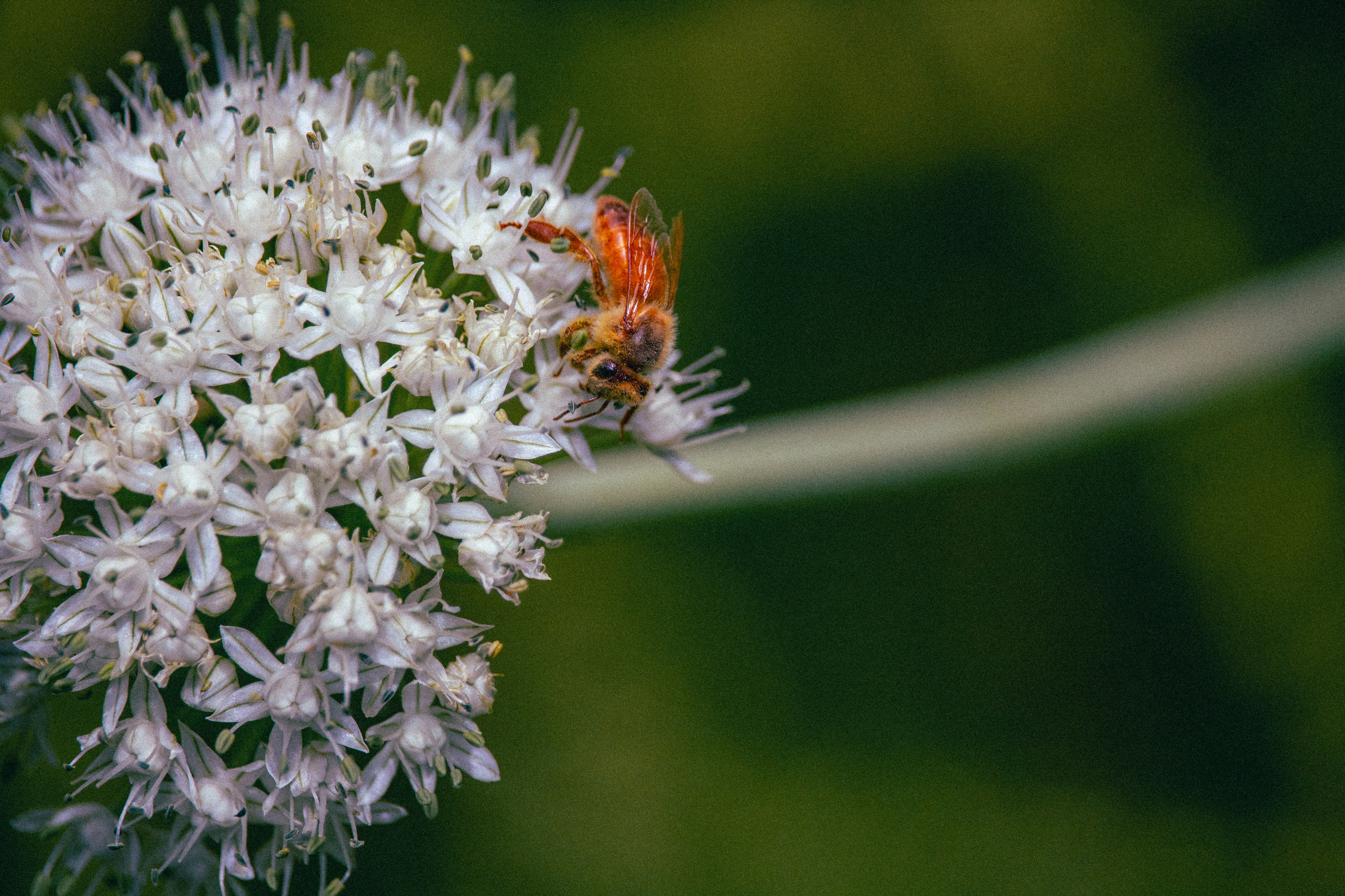 Pollinator Rendezvous: A Honeybee Drifts Across White Blooms