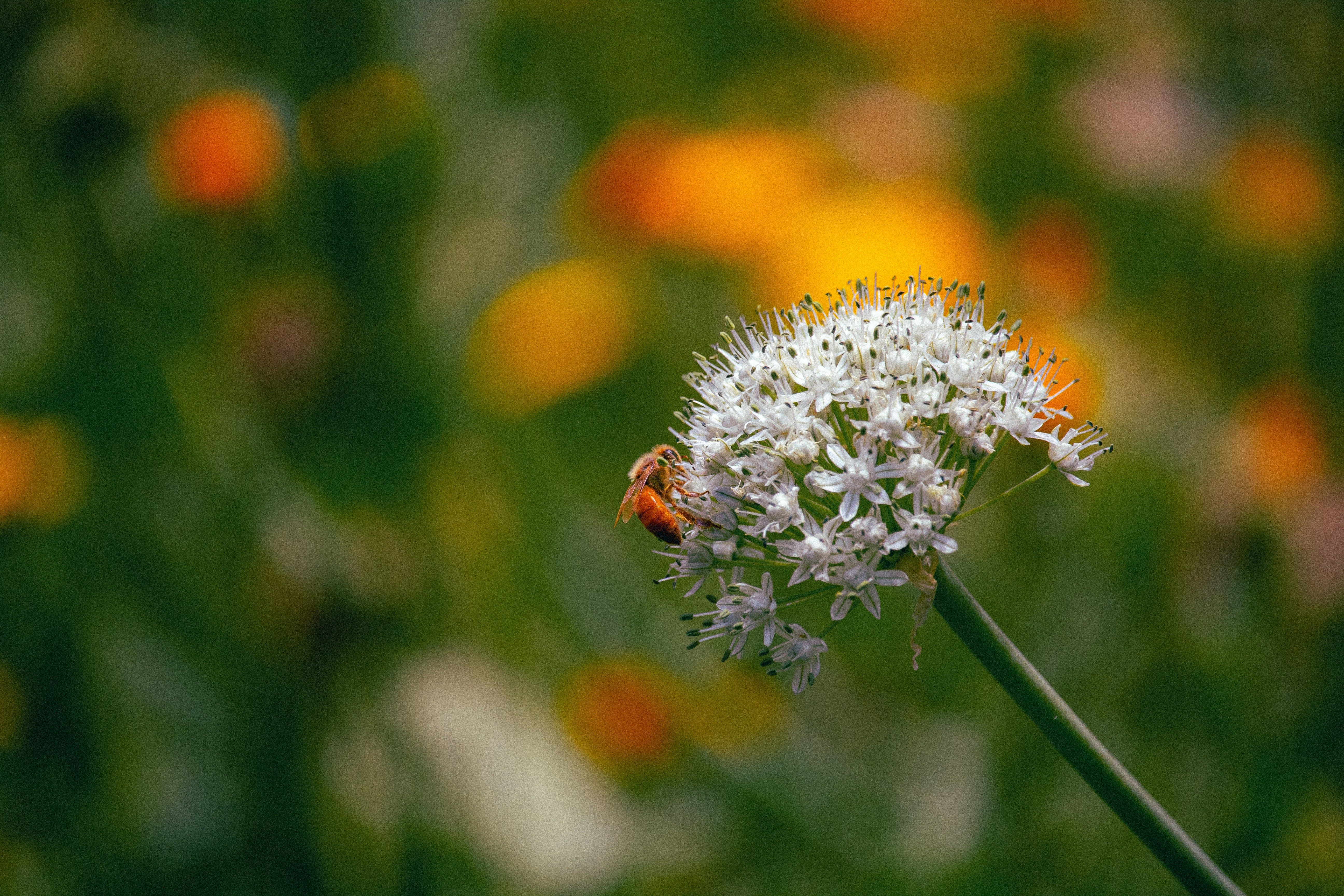 Beetle on a White Inflorescence:A Quiet Moment in a Sunny Field