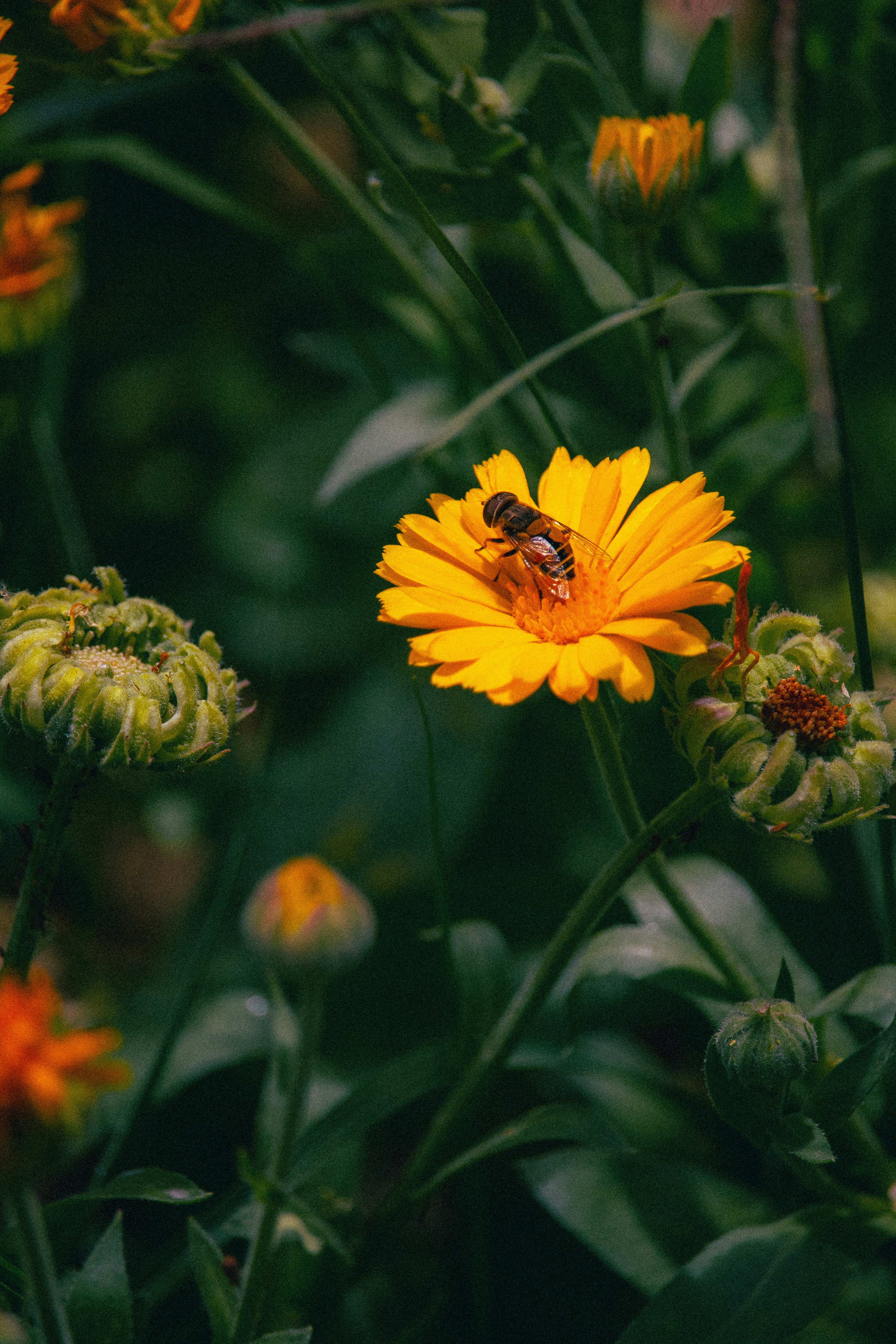 Golden Bloom and Busy Bee: A Tiny World in Focus
