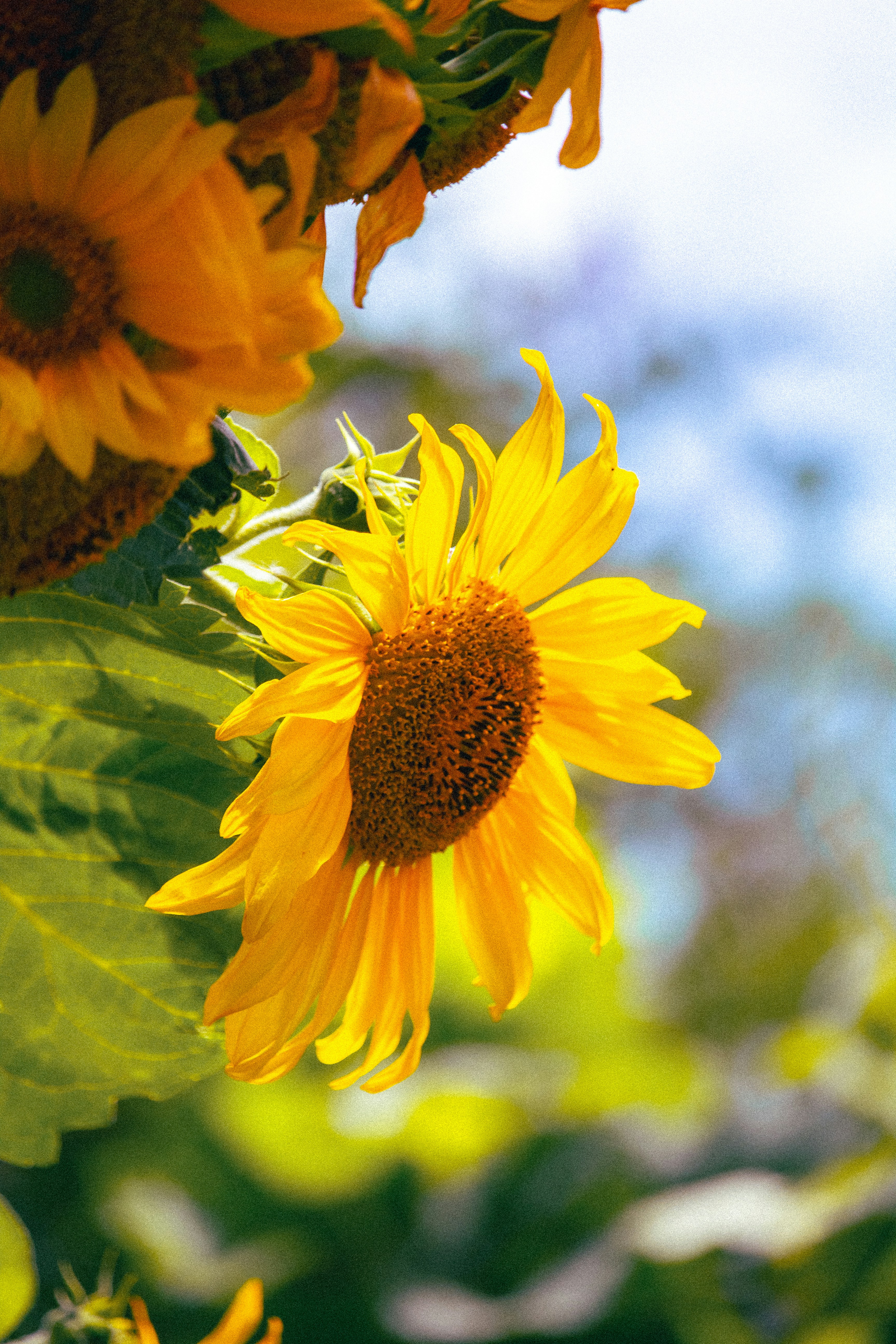 Sunlit Sunflower Portrait: A Bold Yellow Blossom in Focus