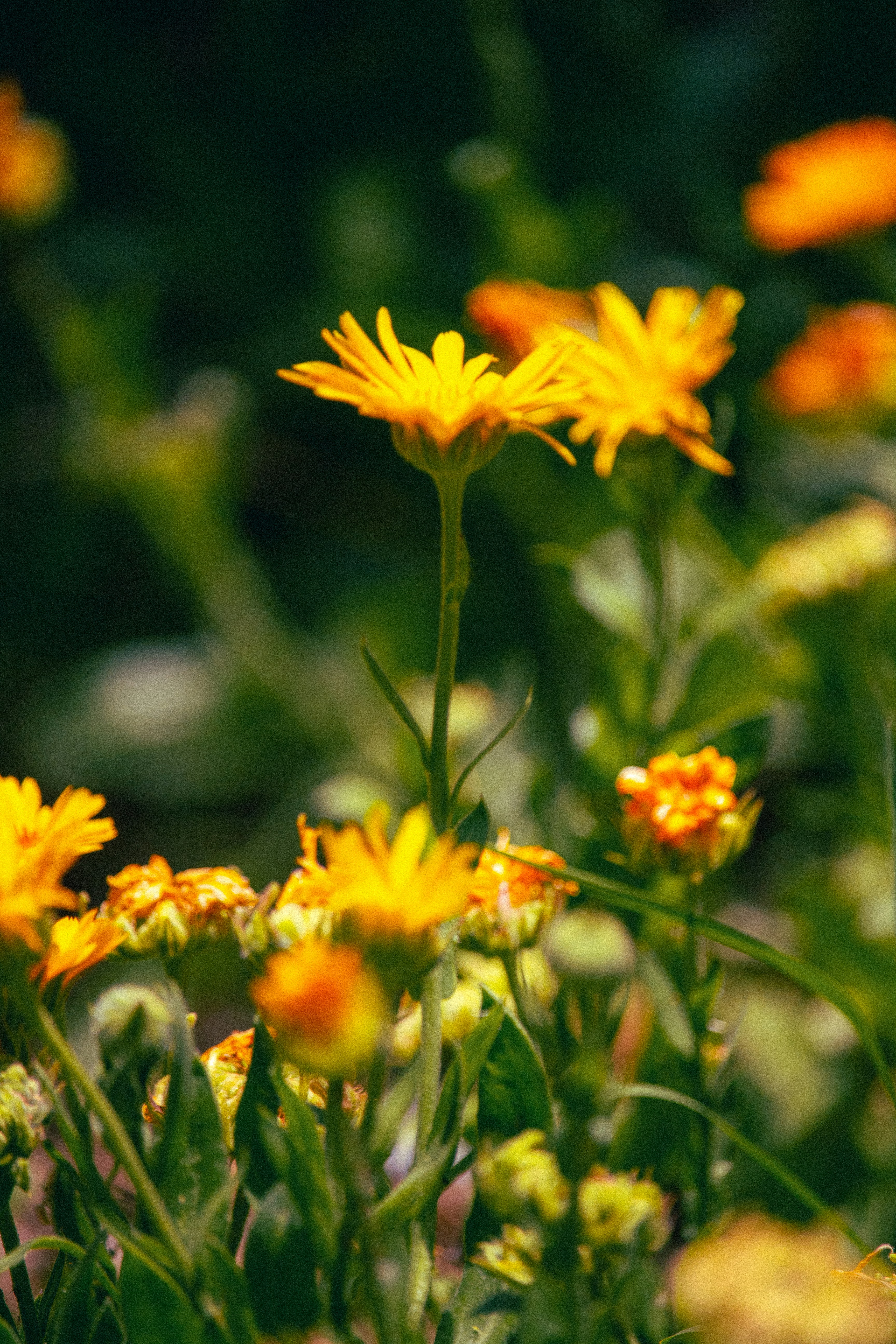 Golden bloom in soft focus: a sunlit cluster rises above a verdant bed