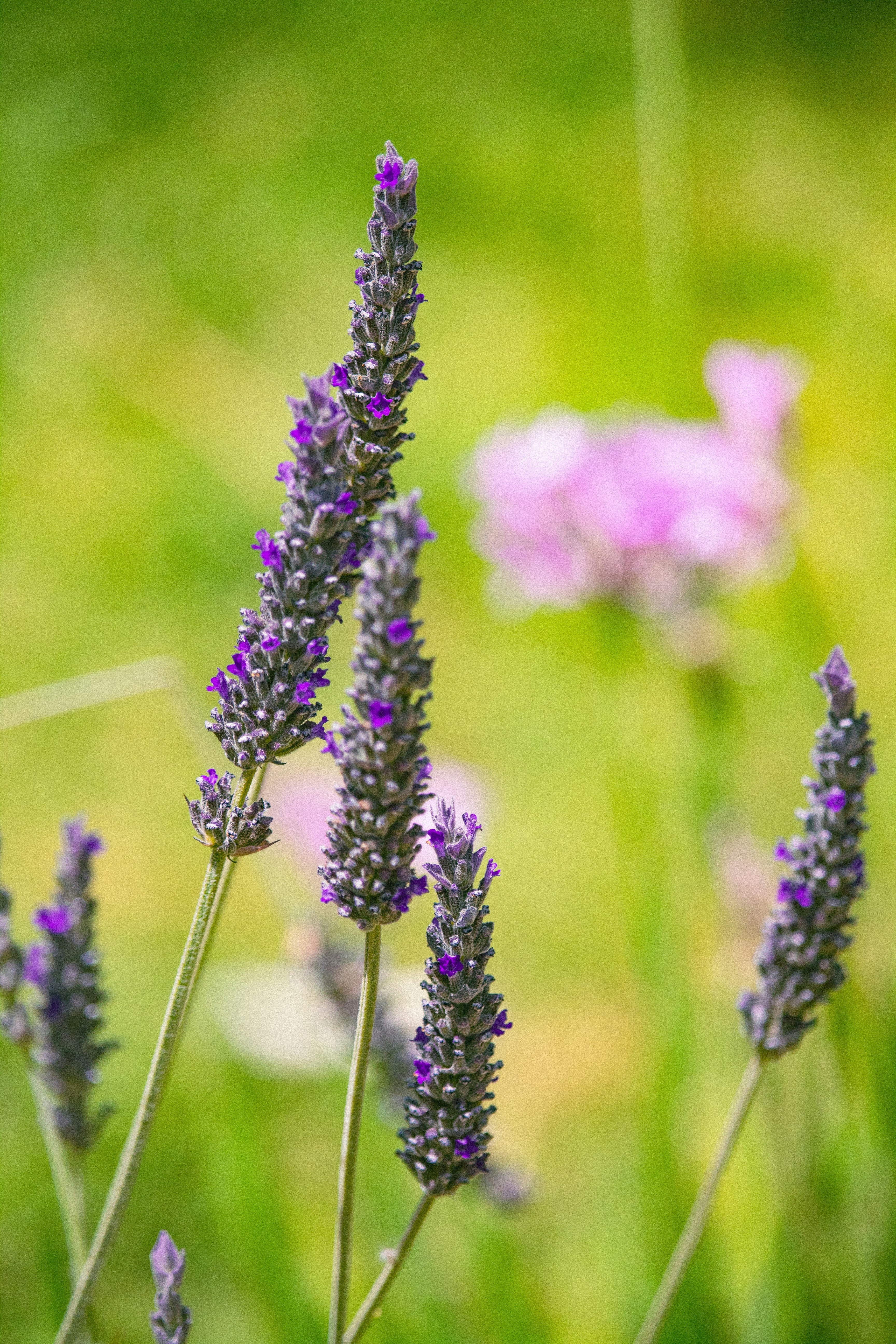 Lavender Spires Reaching Toward Morning Light