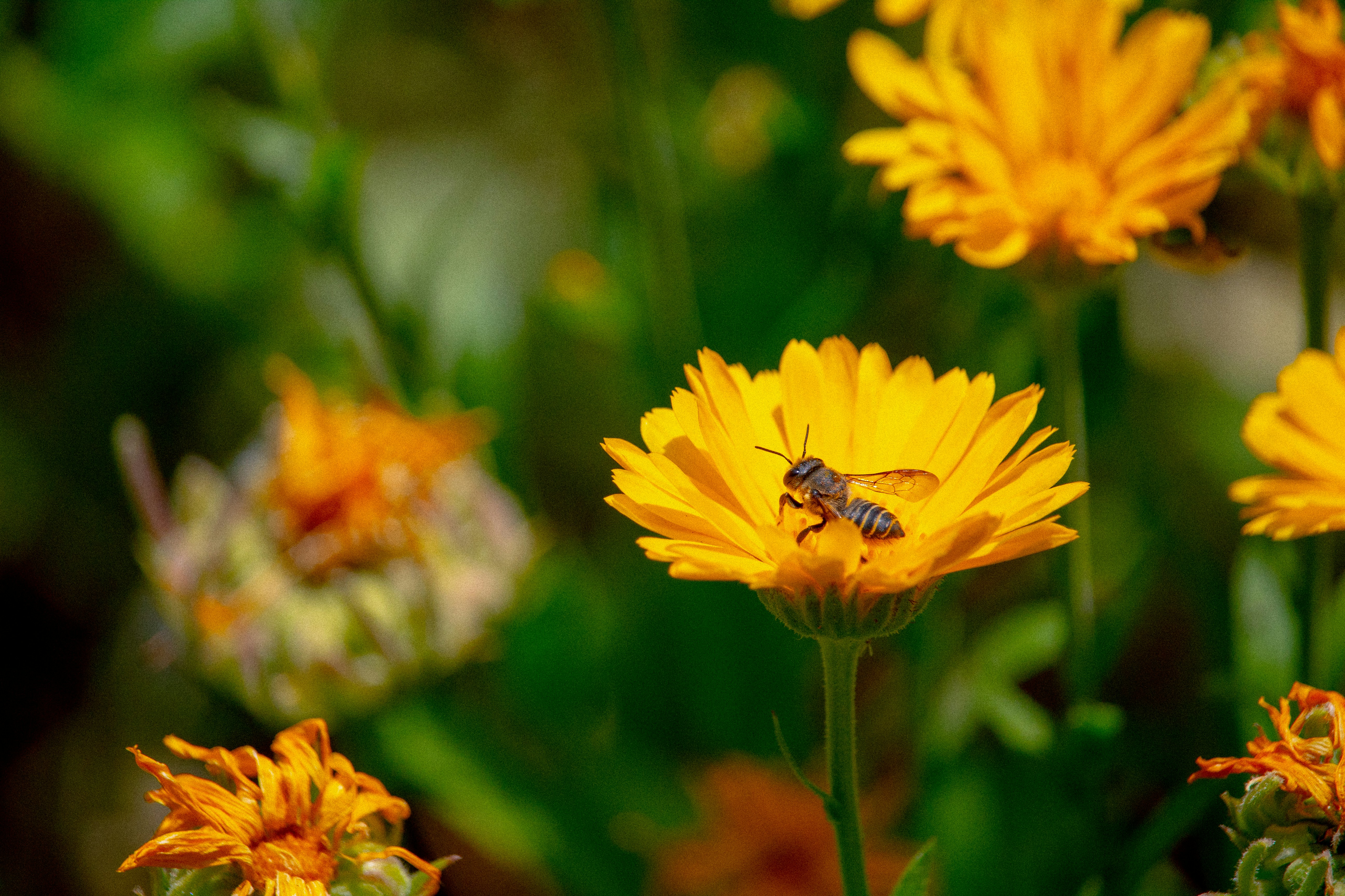 Bee on a Golden Blossom: Macro Moment in Spring Garden
