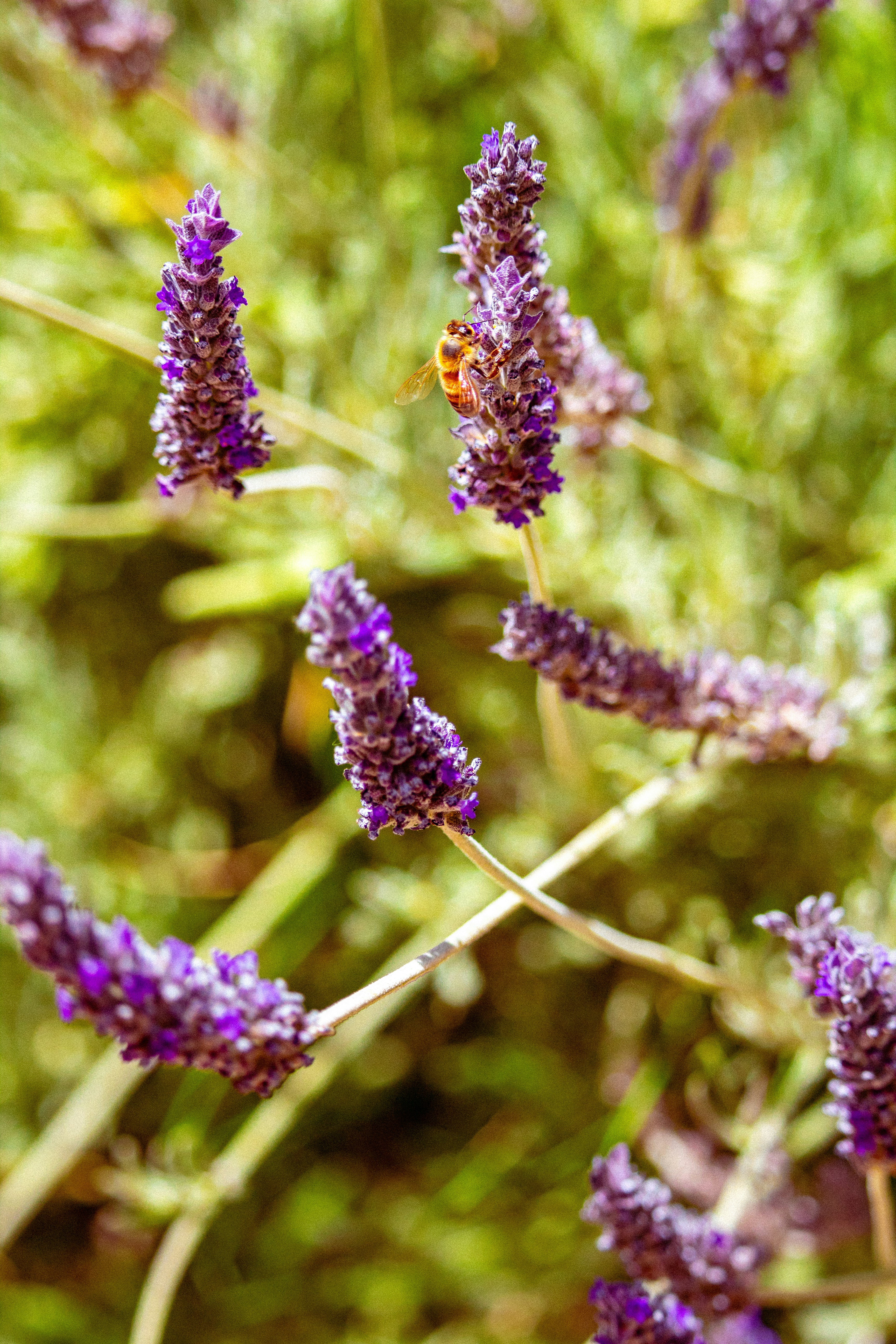 Bee and Lavender: A Moment of Pollination in Soft Focus