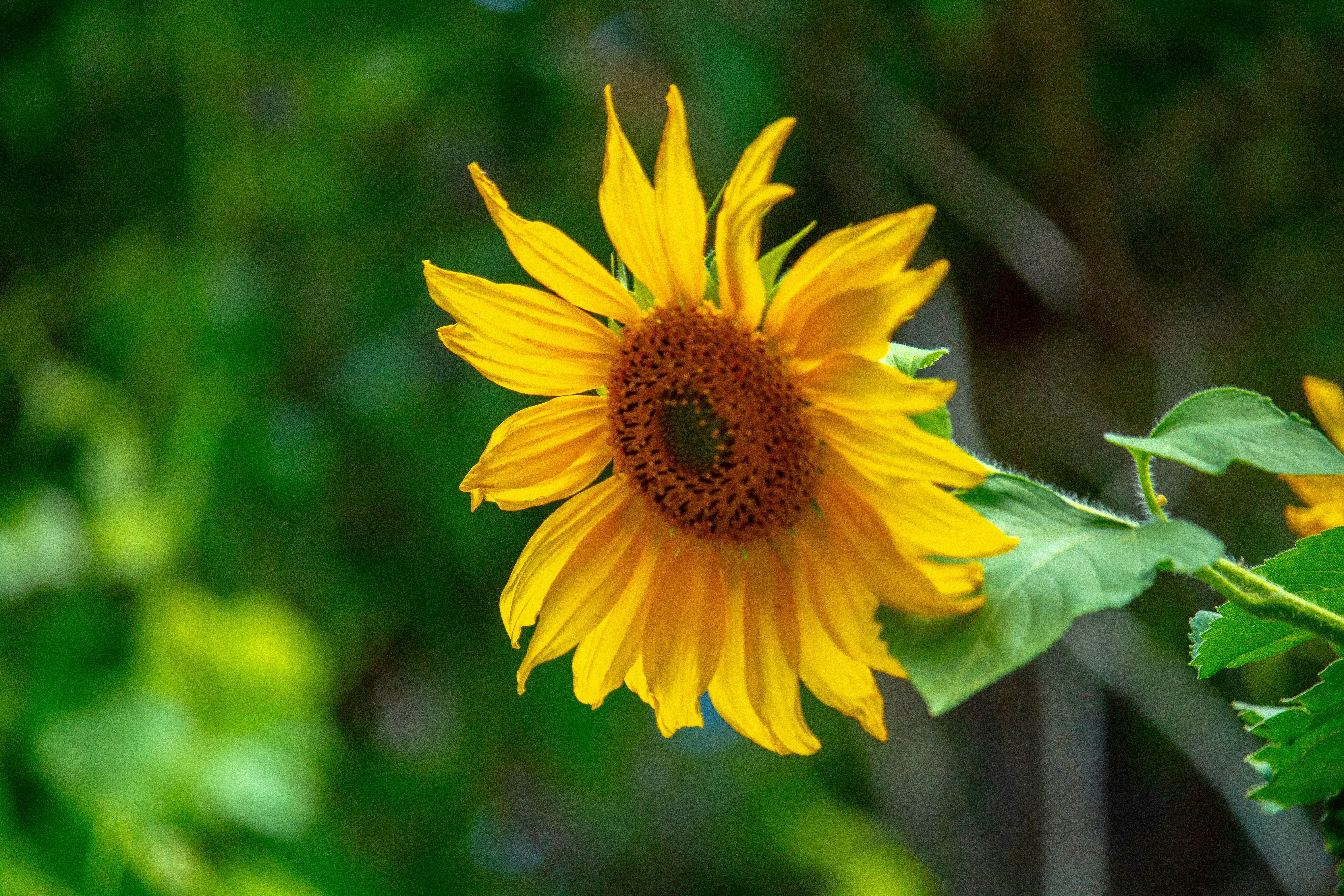 Sunlit Sunflower Portrait: A Bold Burst of Yellow Against Verdant Backdrop