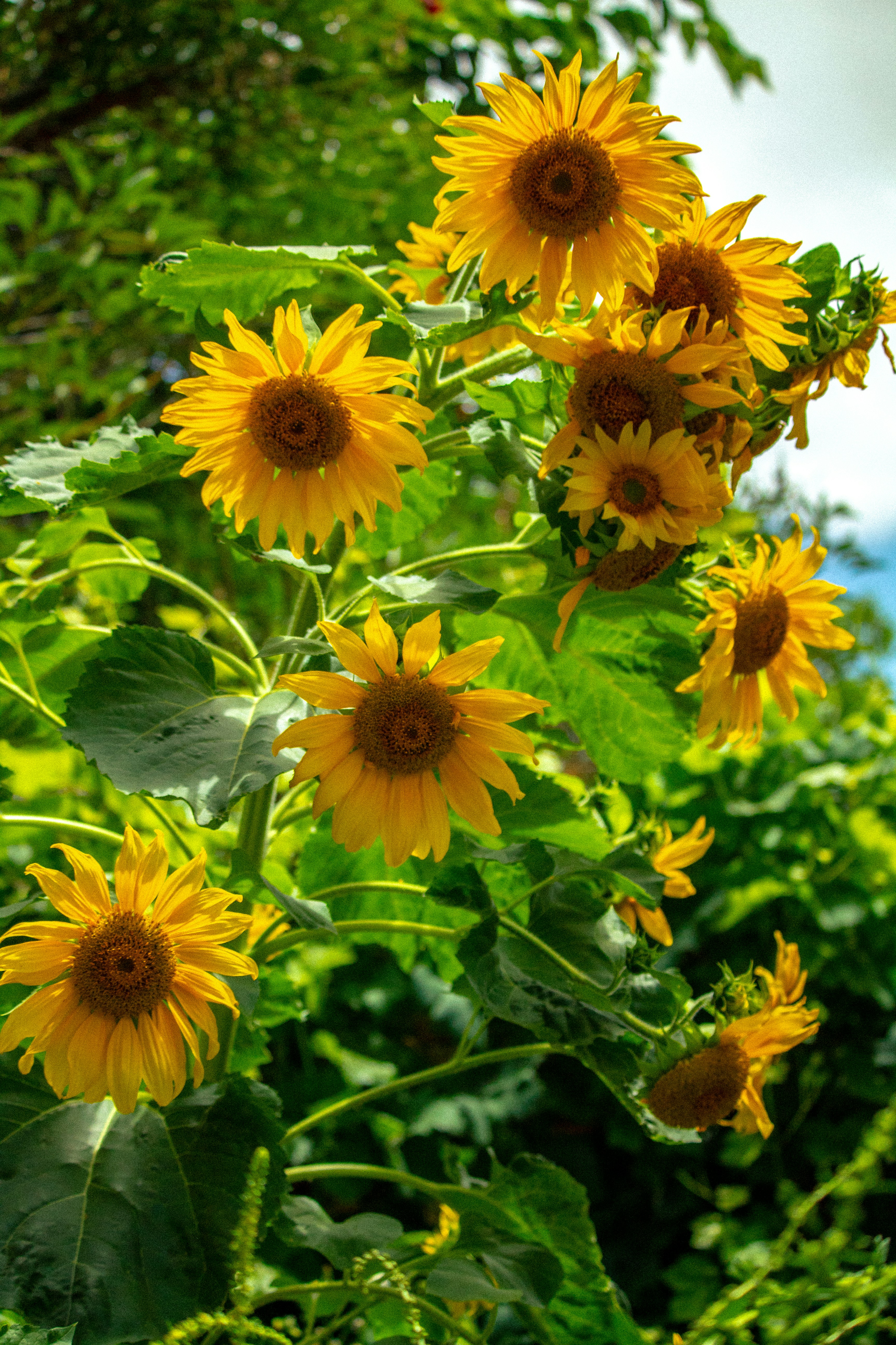 Sunlit Orchard of Golden Heads