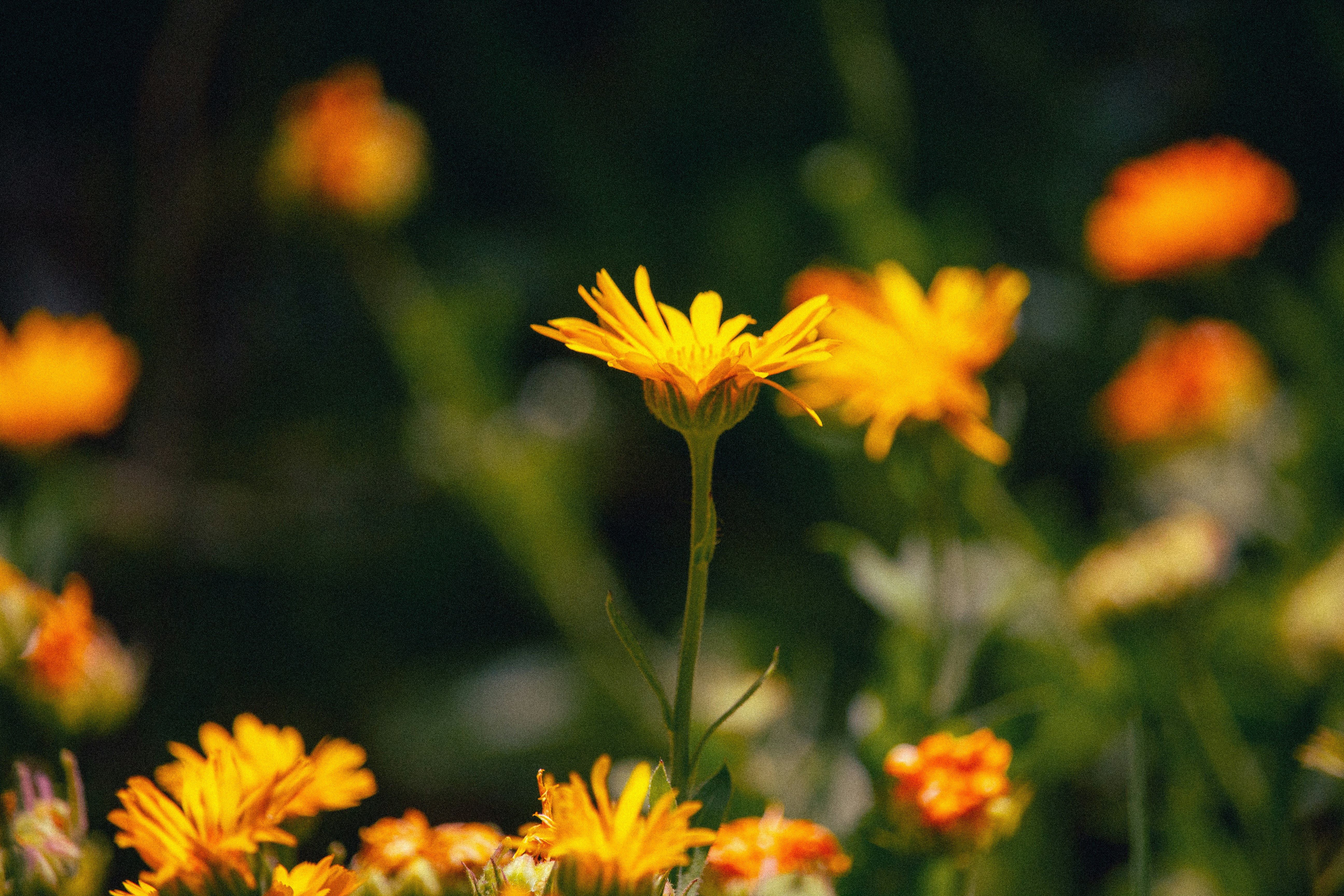Center Bloom: A Sunlit Zinnia Rising Above a Field of Golden Petals