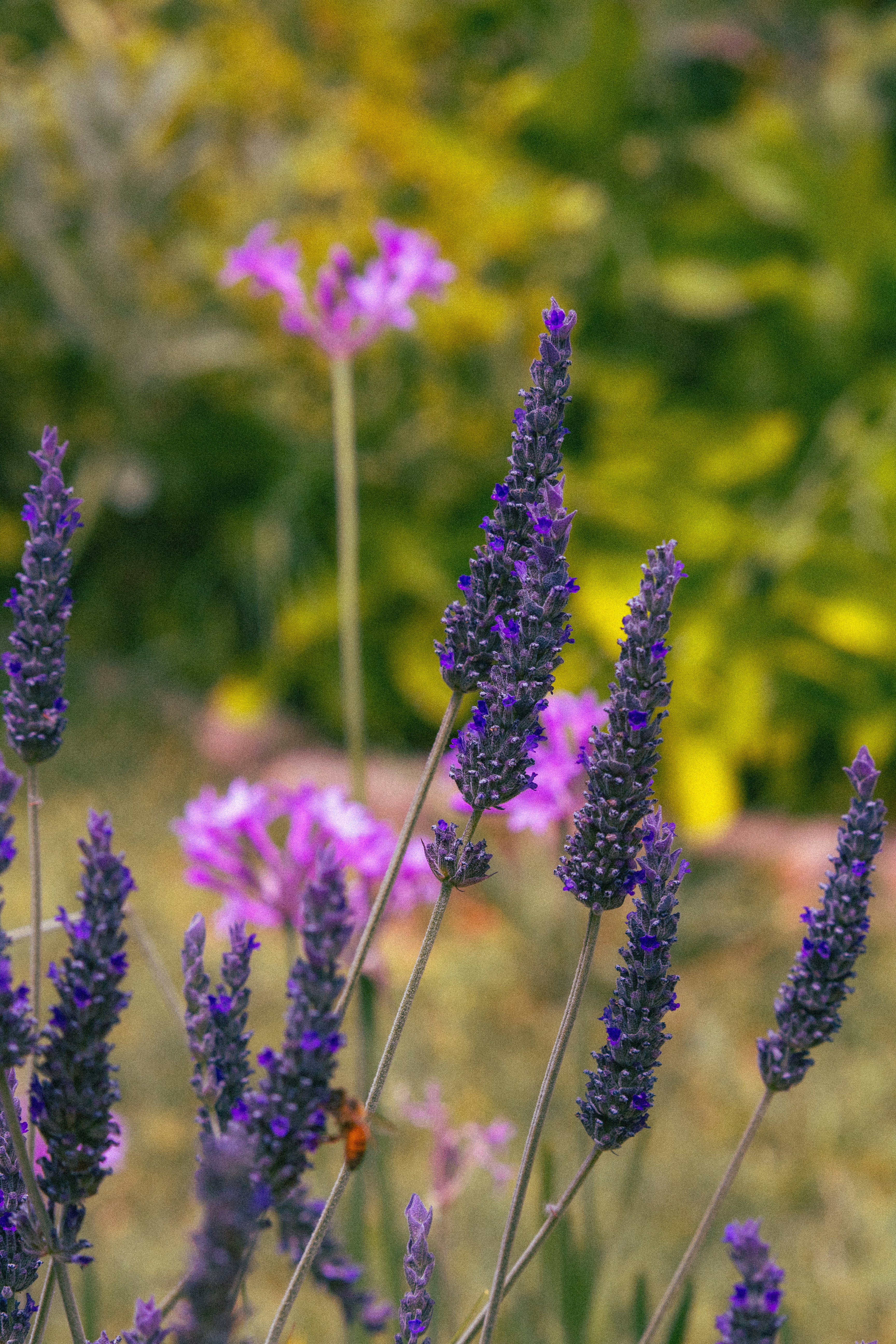 Lavender Spikes in Soft Focus Bloom