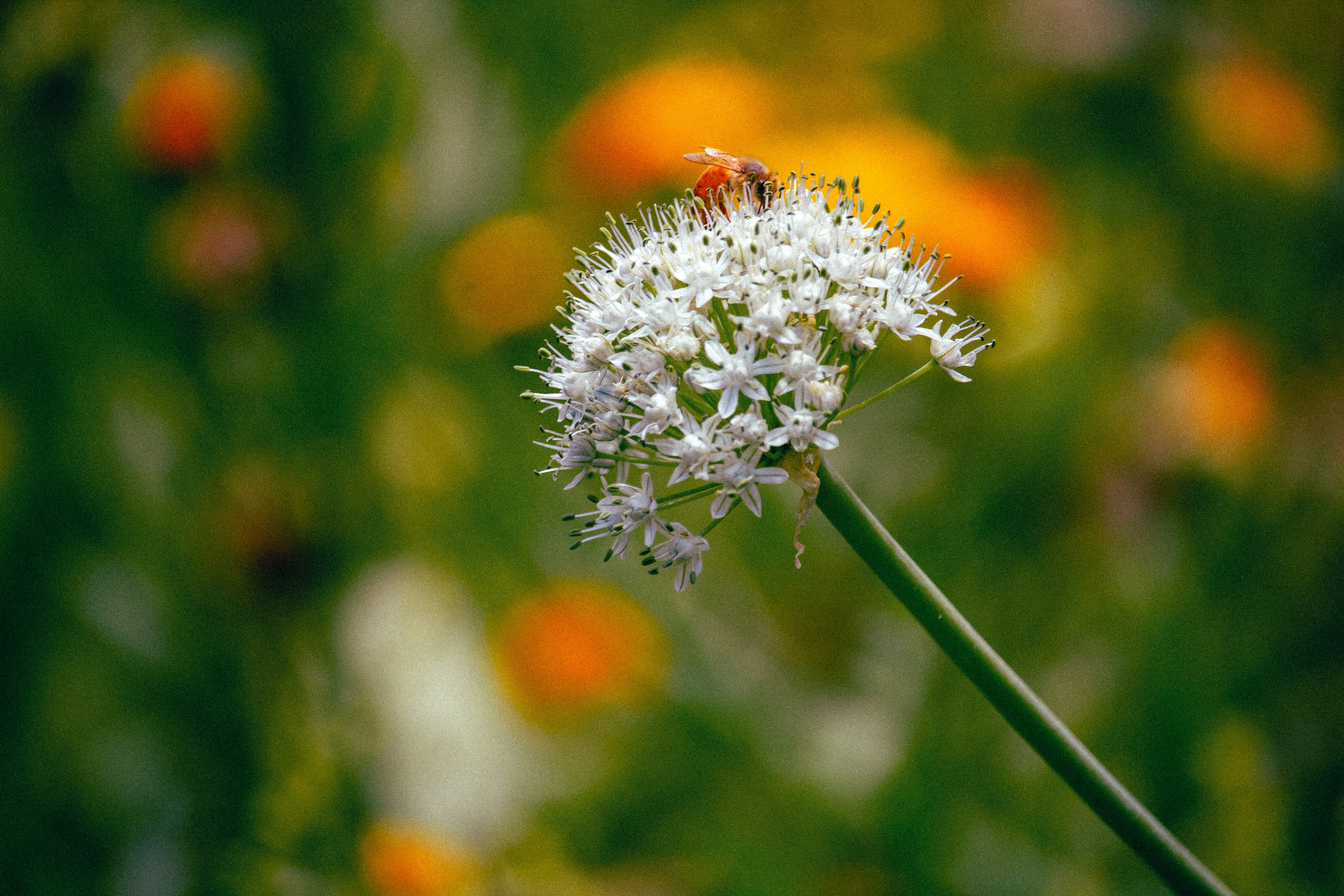 White Umbel in Focus: A Delicate Flower Against a Sunset Garden