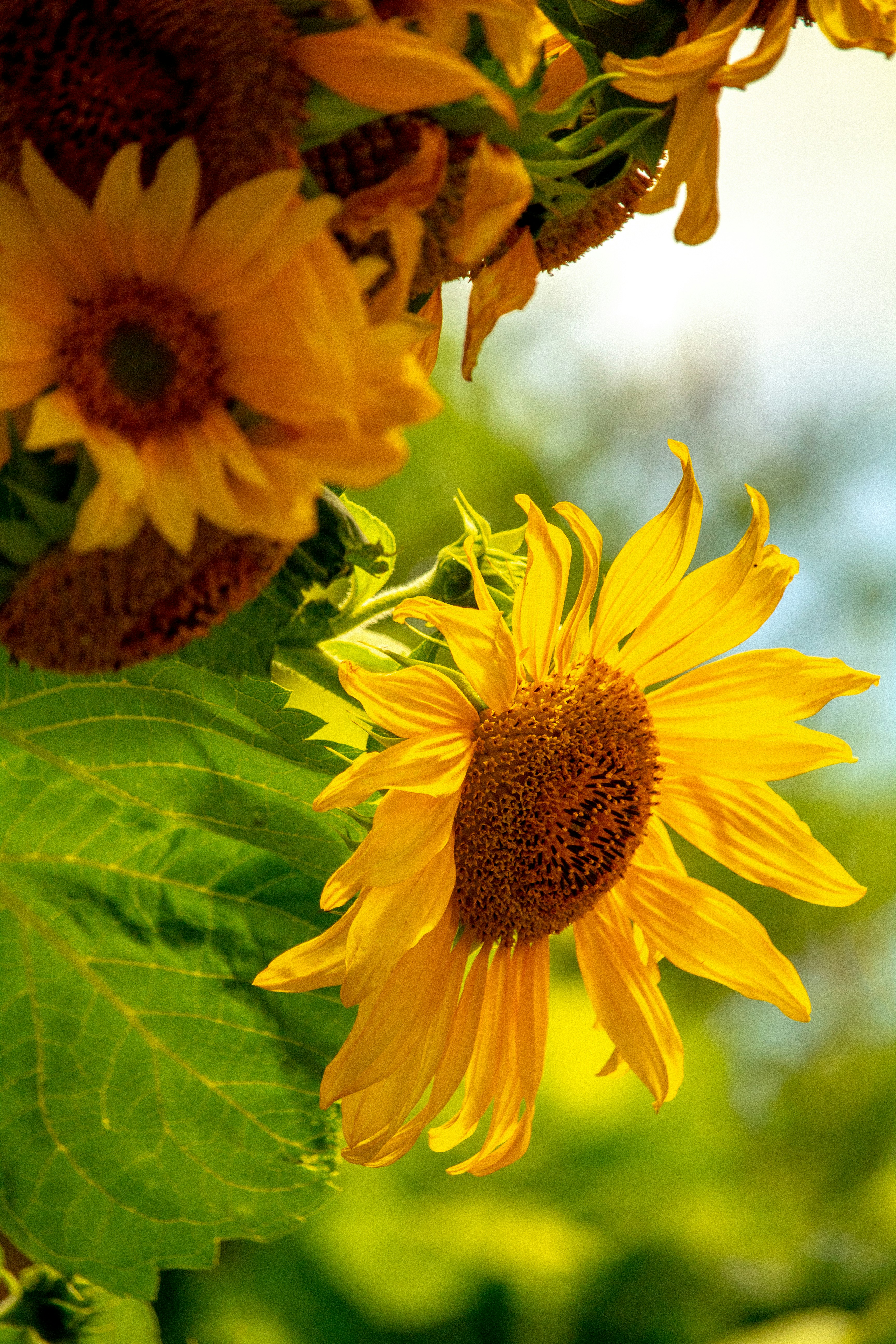 Sunlit Center: A Bold Sunflower Portrait in Warm Glow