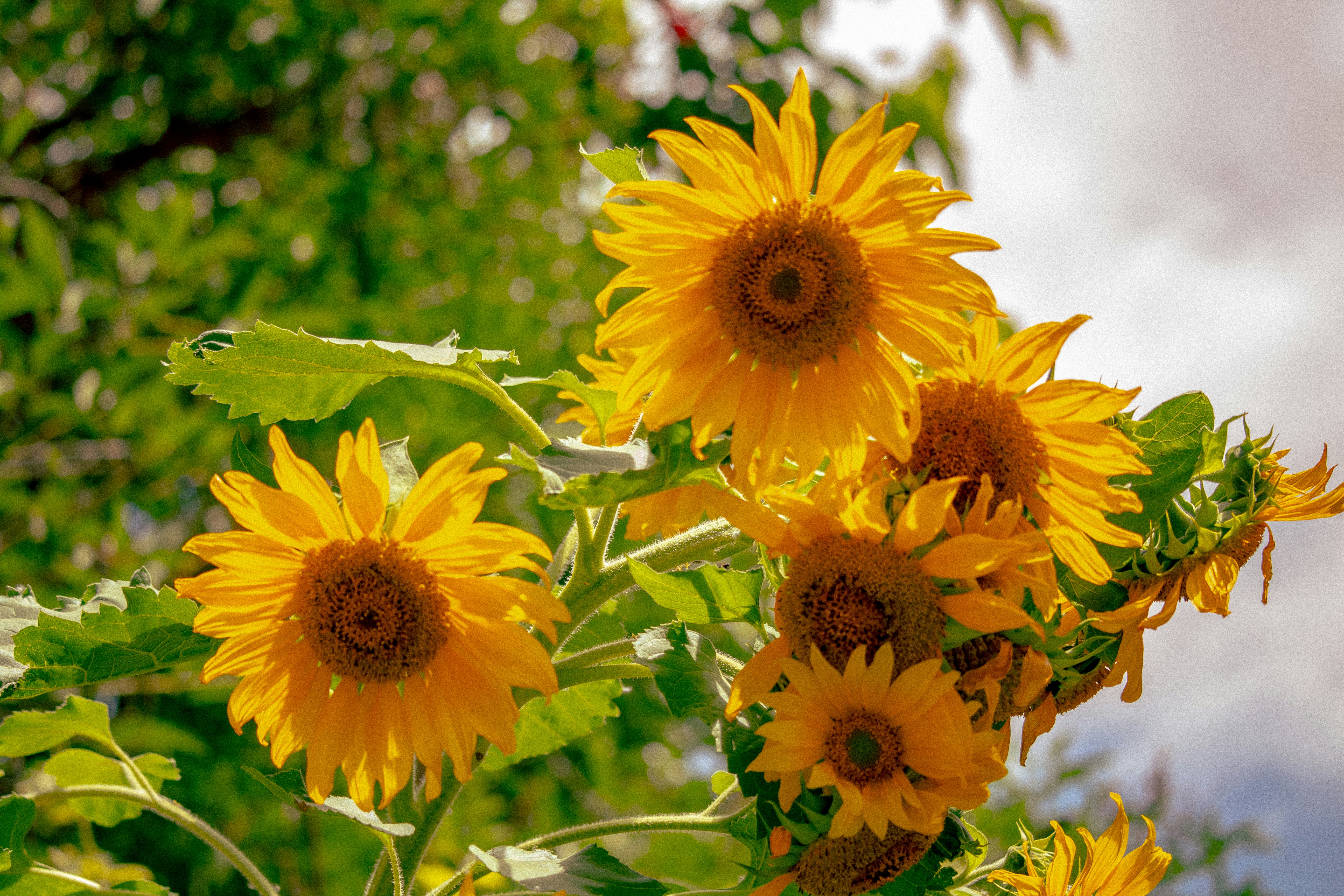 Sunburst Inflorescence: A Cluster of Golden Helios